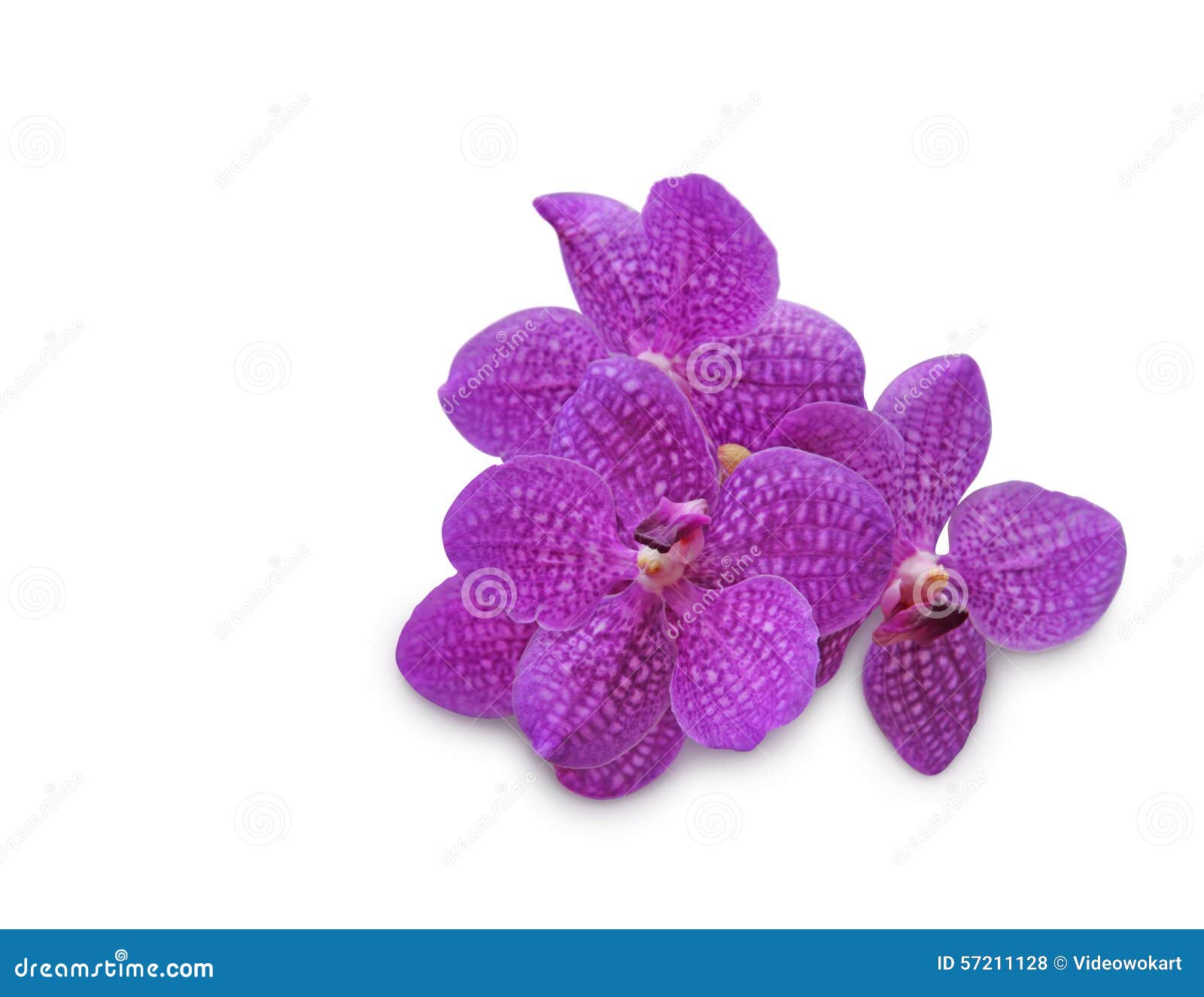 Red Vanda Or Vanda Coerulea Griff. Royalty-Free Stock Photography ...