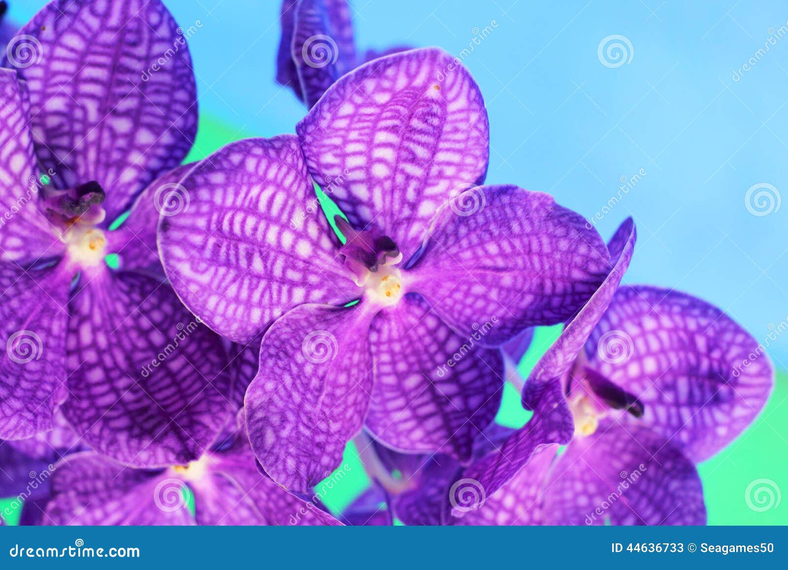 Purple Orchid Vanda Flowers Stock Image - Image of orchid, petal: 44636733