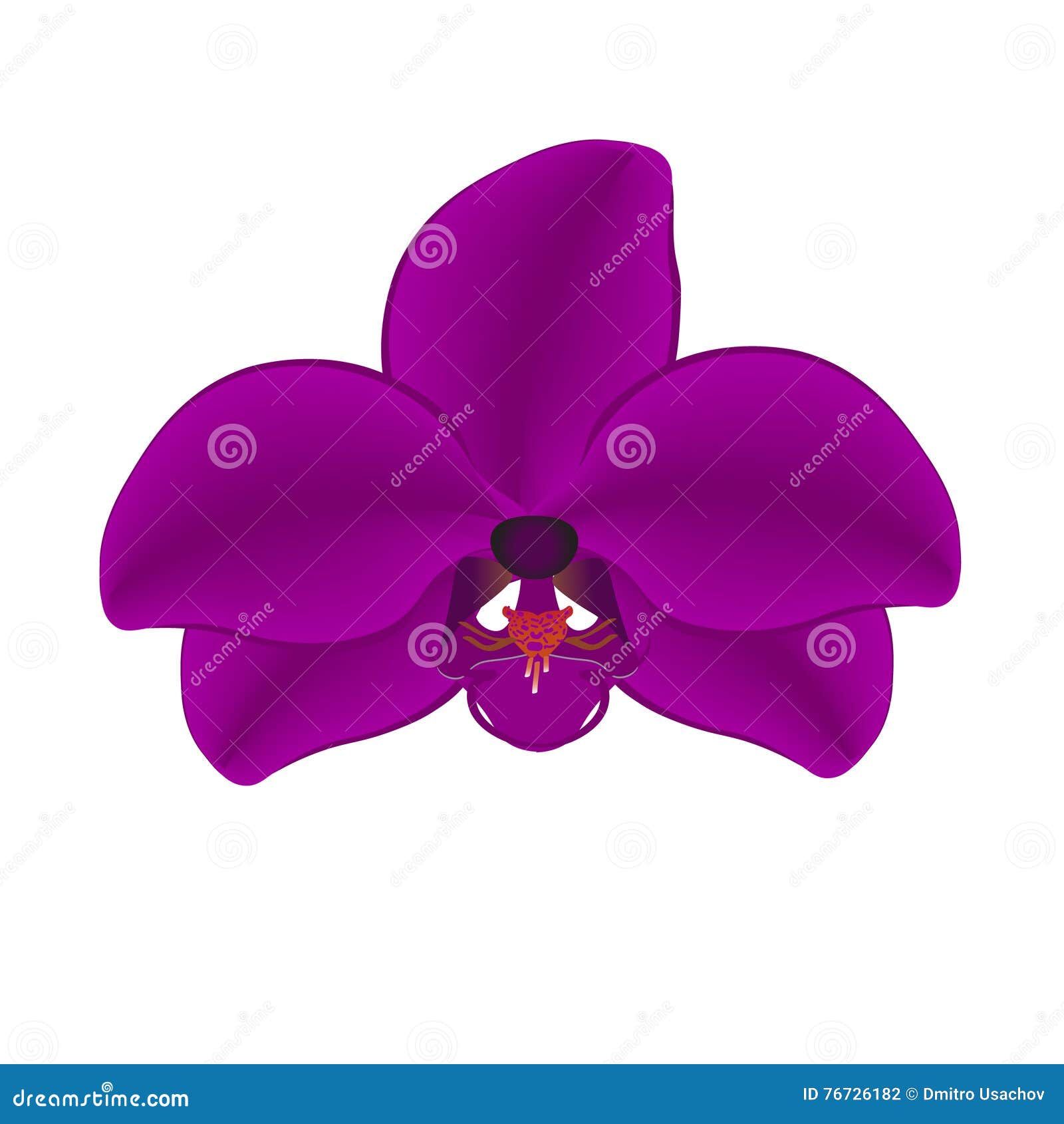 Purple Orchid on a White Background Illustration Stock Vector ...