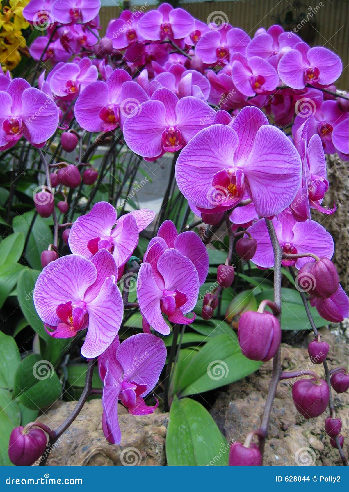 Purple Orchids and Buds stock photo. Image of flower, garden - 628044