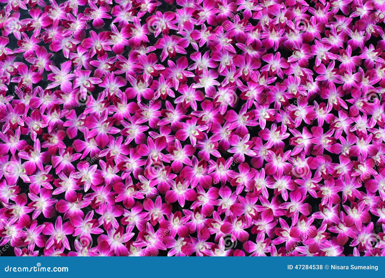 Purple Orchids Float on Water Stock Photo - Image of flower, decorate ...