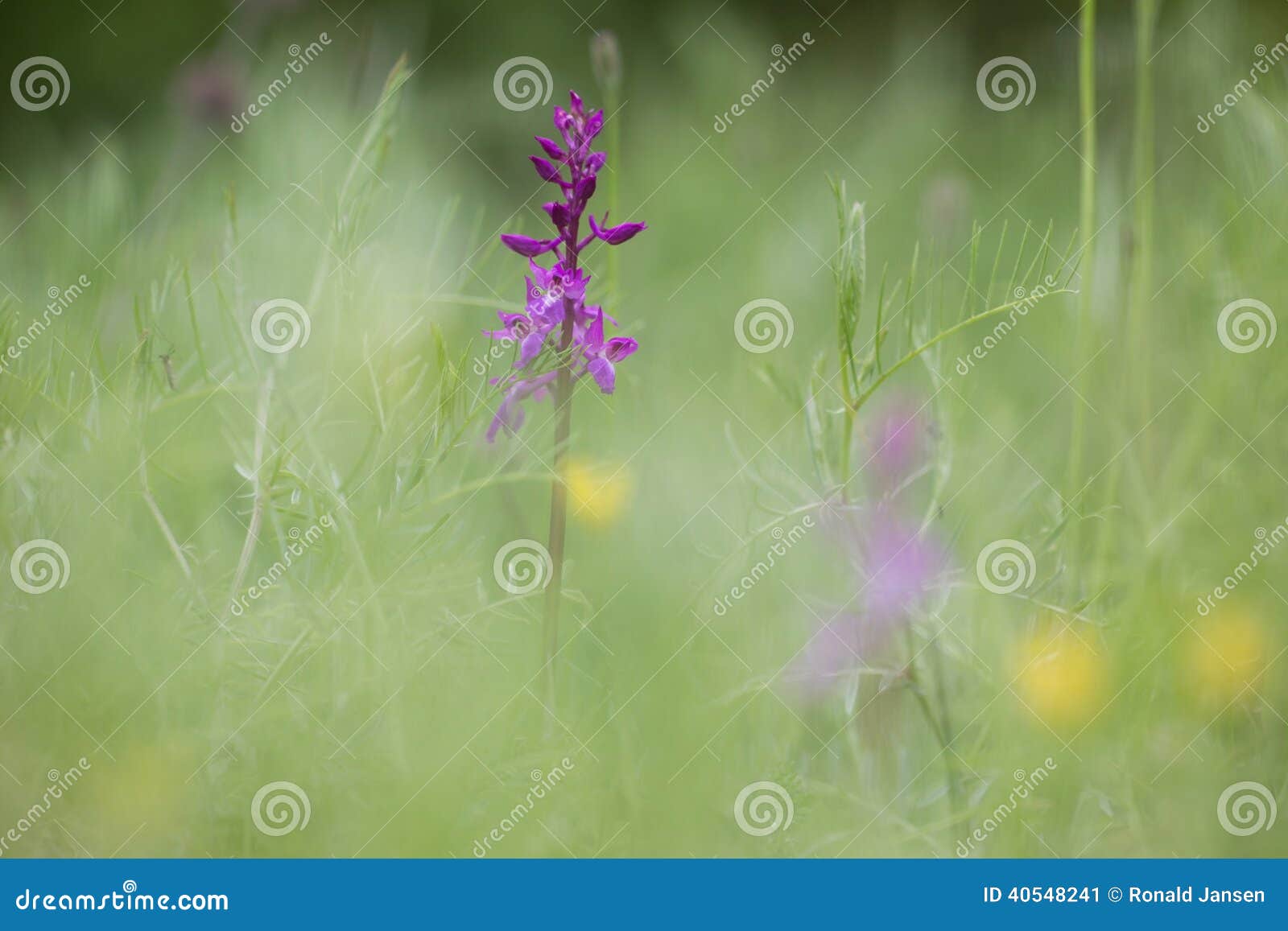 Purple Orchids in Flower Field Stock Image - Image of flowers, meadow ...