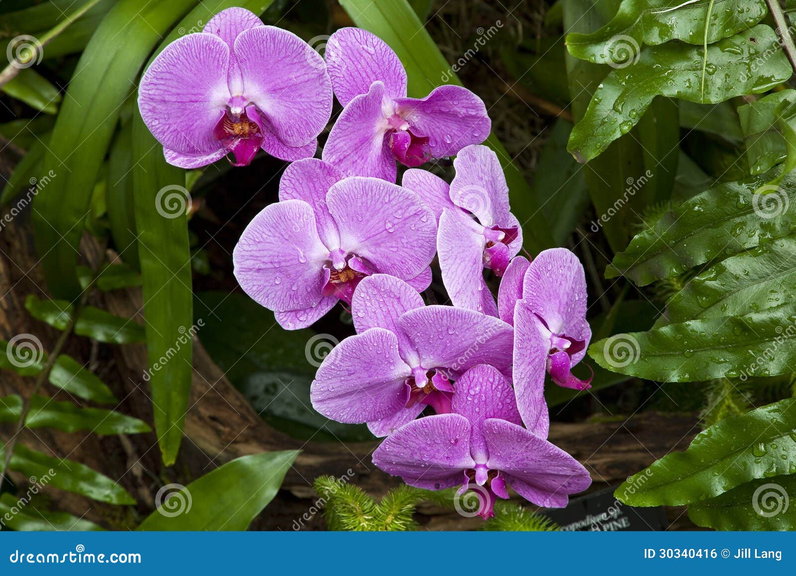 Purple Orchids stock photo. Image of orchid, gardening - 30340416