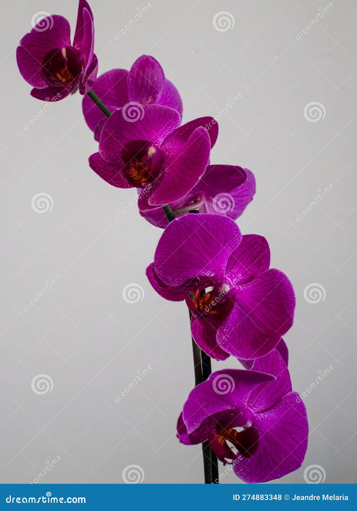 Purple Orchids on a White Background. Studio Photography Stock Photo - Image of beauty, bloom ...