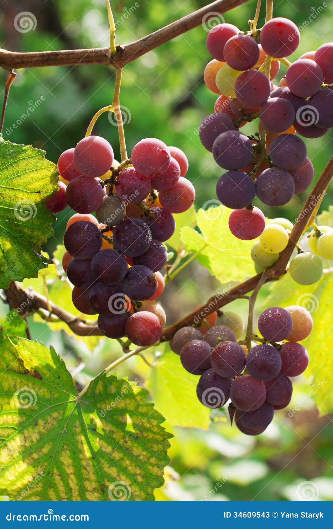 Purple organic grapes stock image. Image of grapevine - 34609543