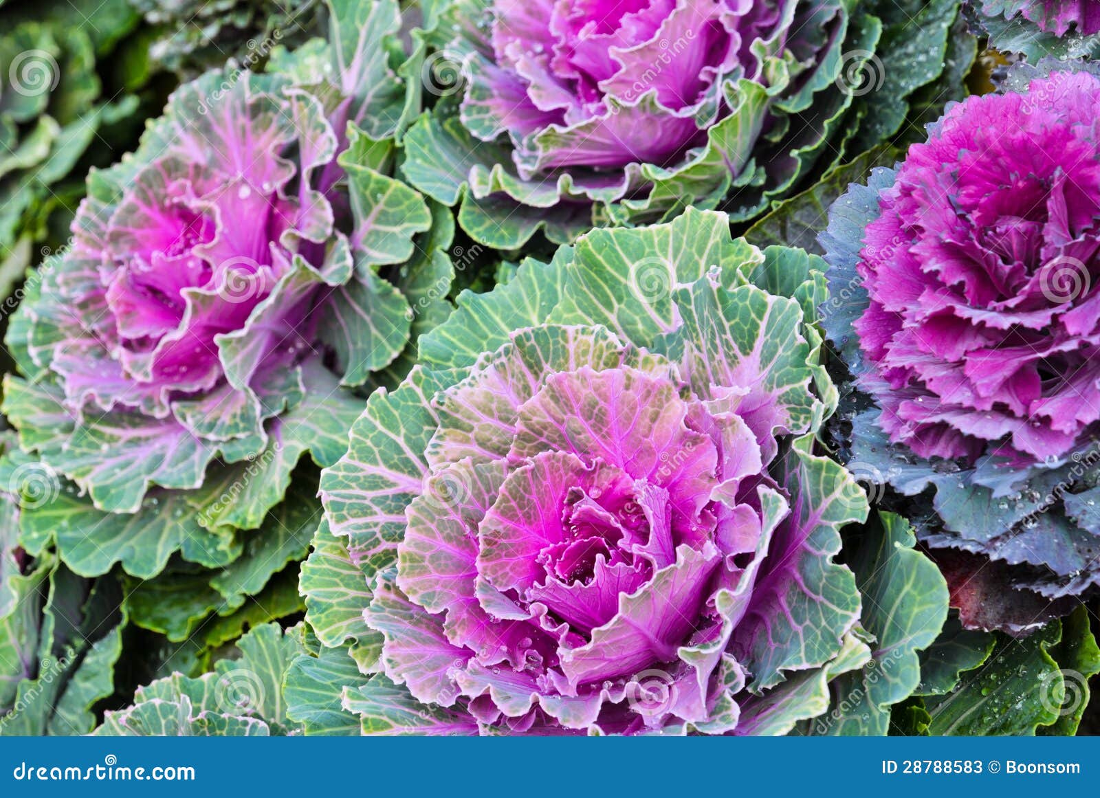 Purple ornamental cabbage stock image. Image of seasonal - 28788583