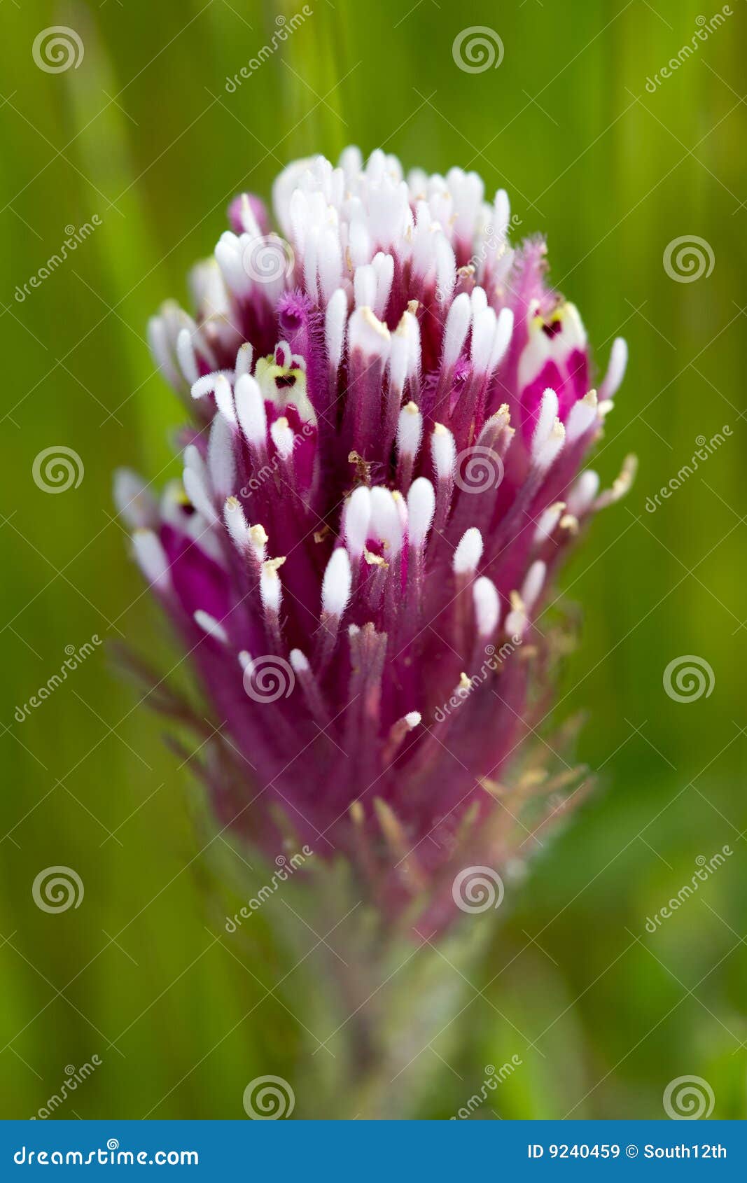 Purple Owl S Clover, Castilleja Exserta Stock Image - Image of head ...