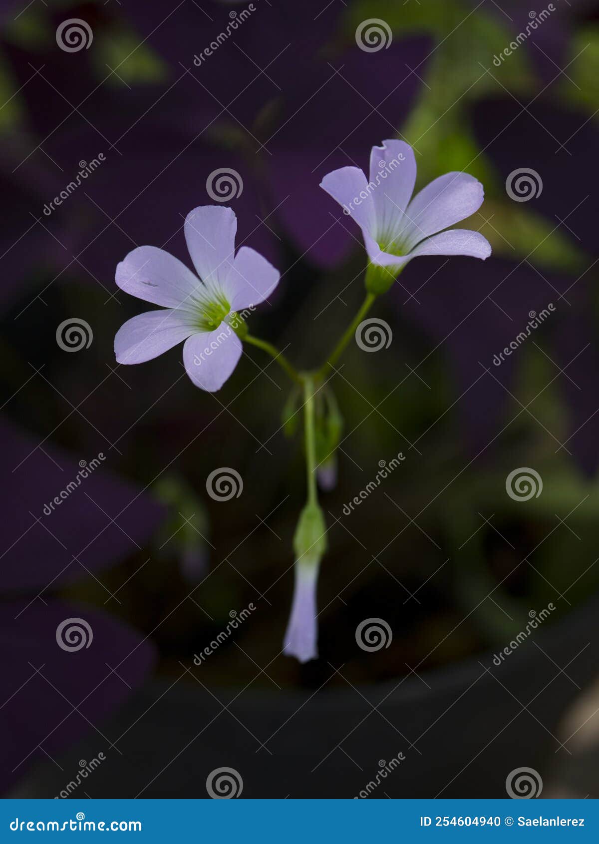 Purple Oxalis Triangularis Flower. Oxalis Triangularis Stock Photo ...