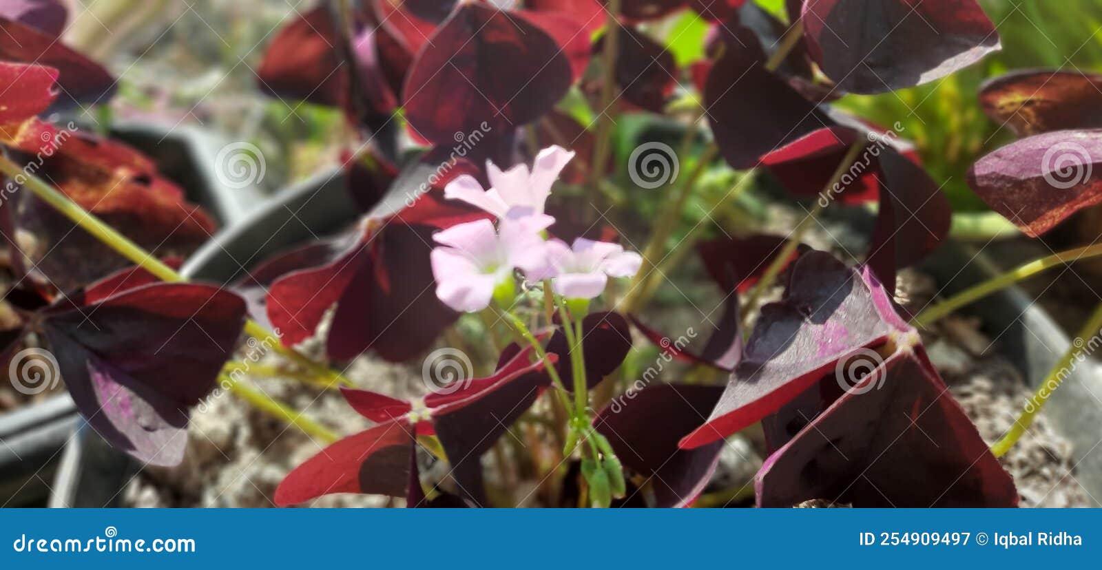 Purple Oxalis Triangularis Flower in Bloom Stock Image - Image of ...
