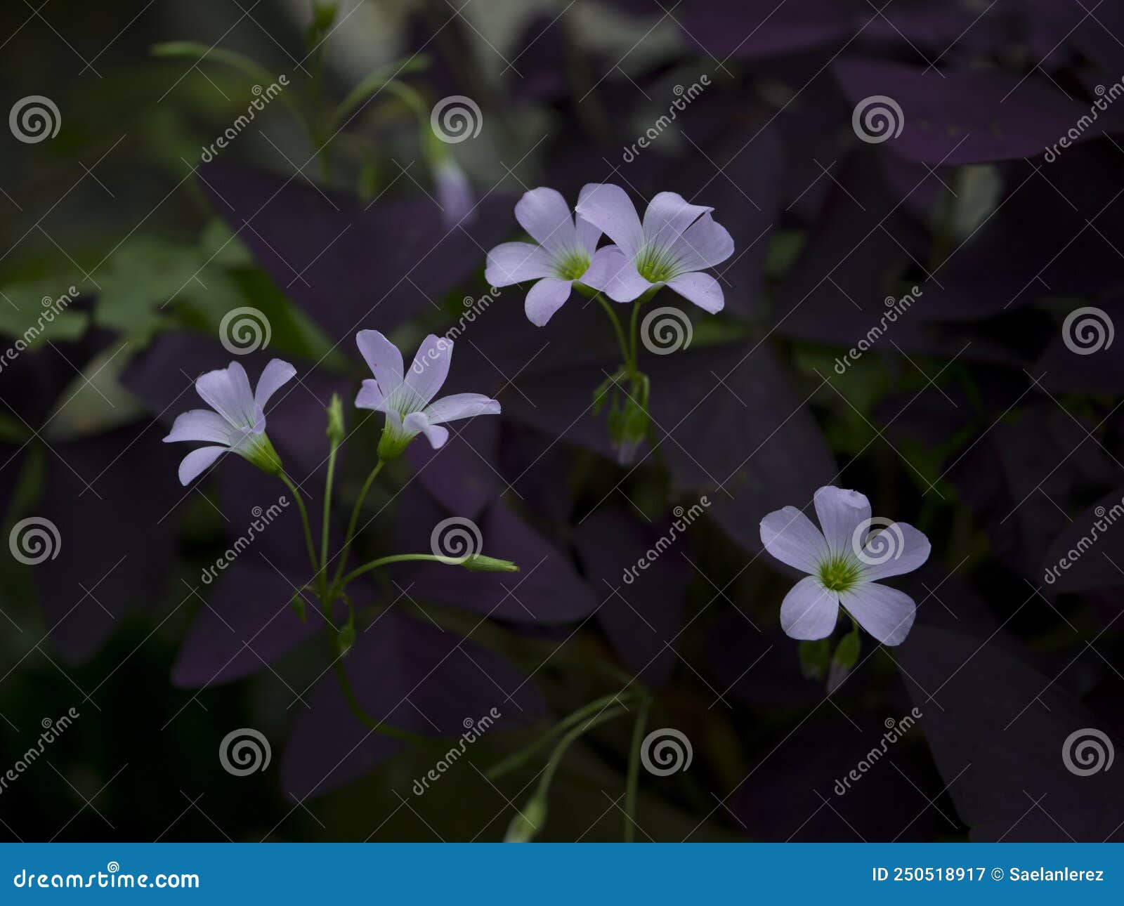 Purple Oxalis Triangularis Flower. Oxalis Triangularis Stock Image ...