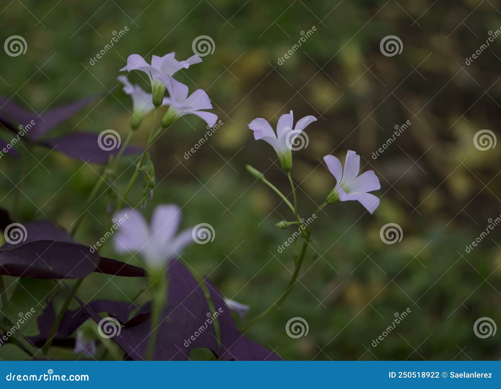 Purple Oxalis Triangularis Flower. Oxalis Triangularis Stock Photo ...