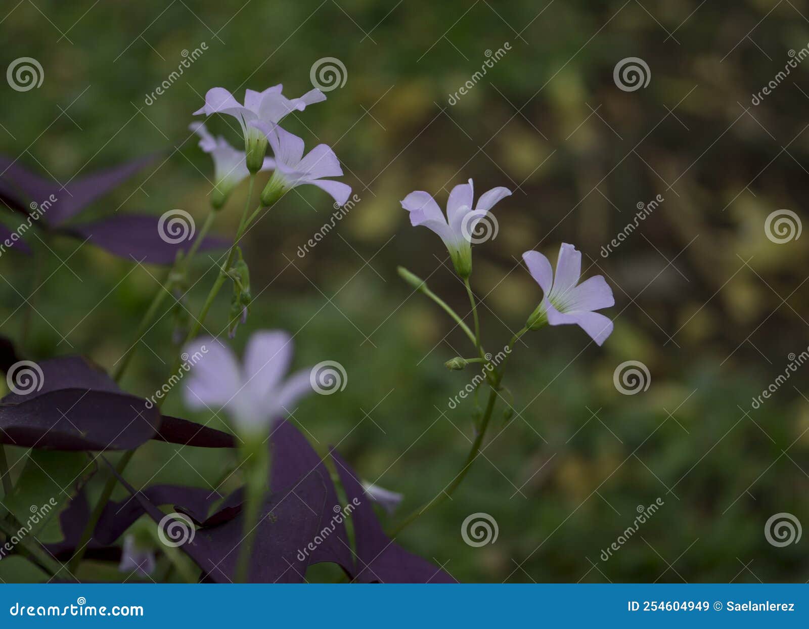 Purple Oxalis Triangularis Flower. Oxalis Triangularis Stock Image ...