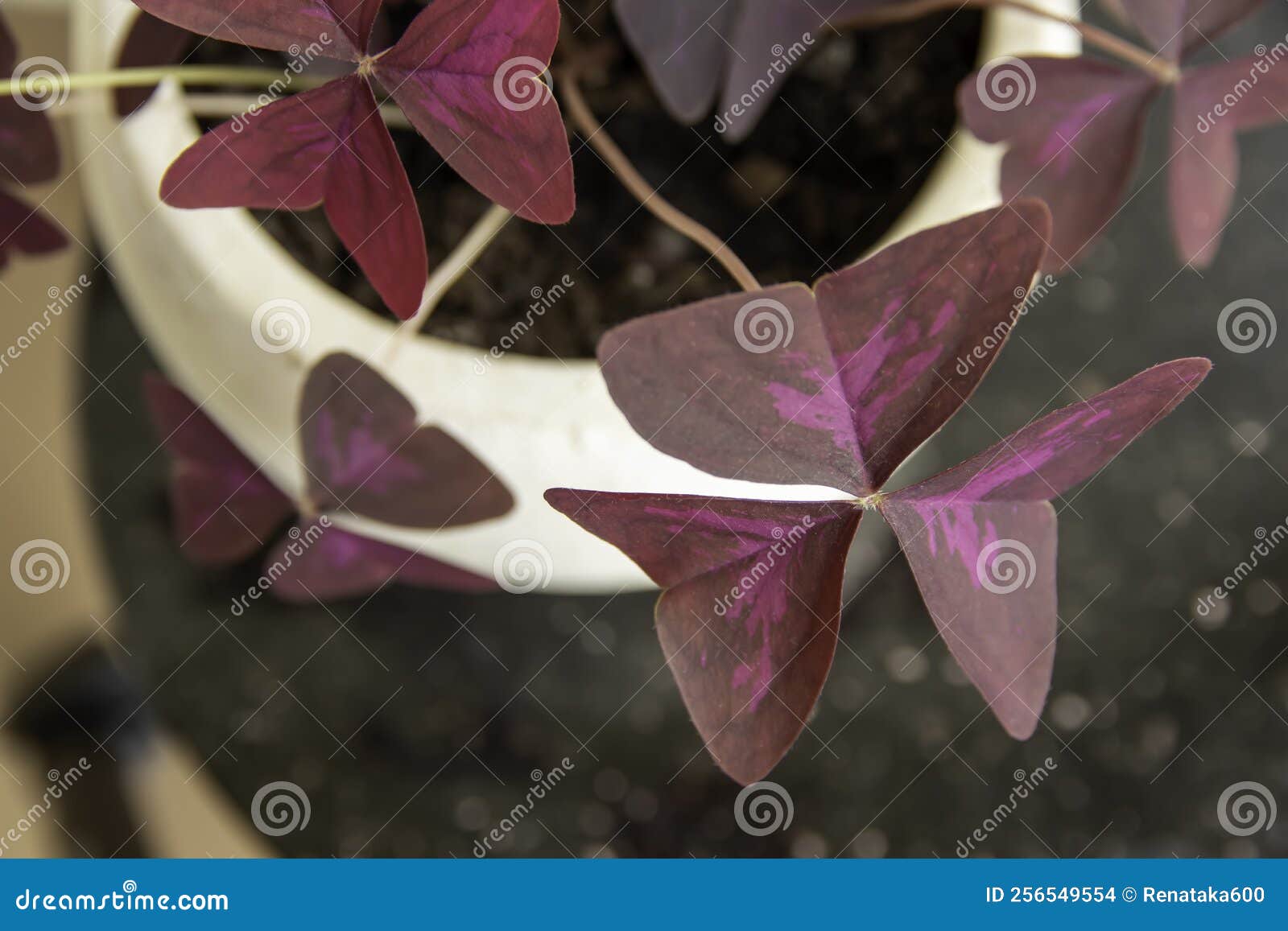 Purple Oxalis Triangularis Mijke Plant Stock Photo - Image of spring ...