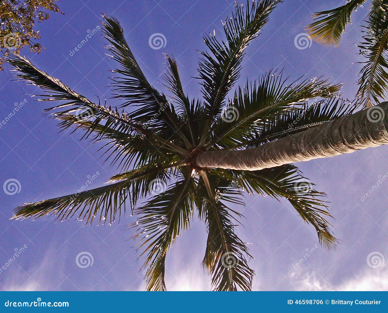 Purple Palm stock photo. Image of branch, palm, coast - 46598706