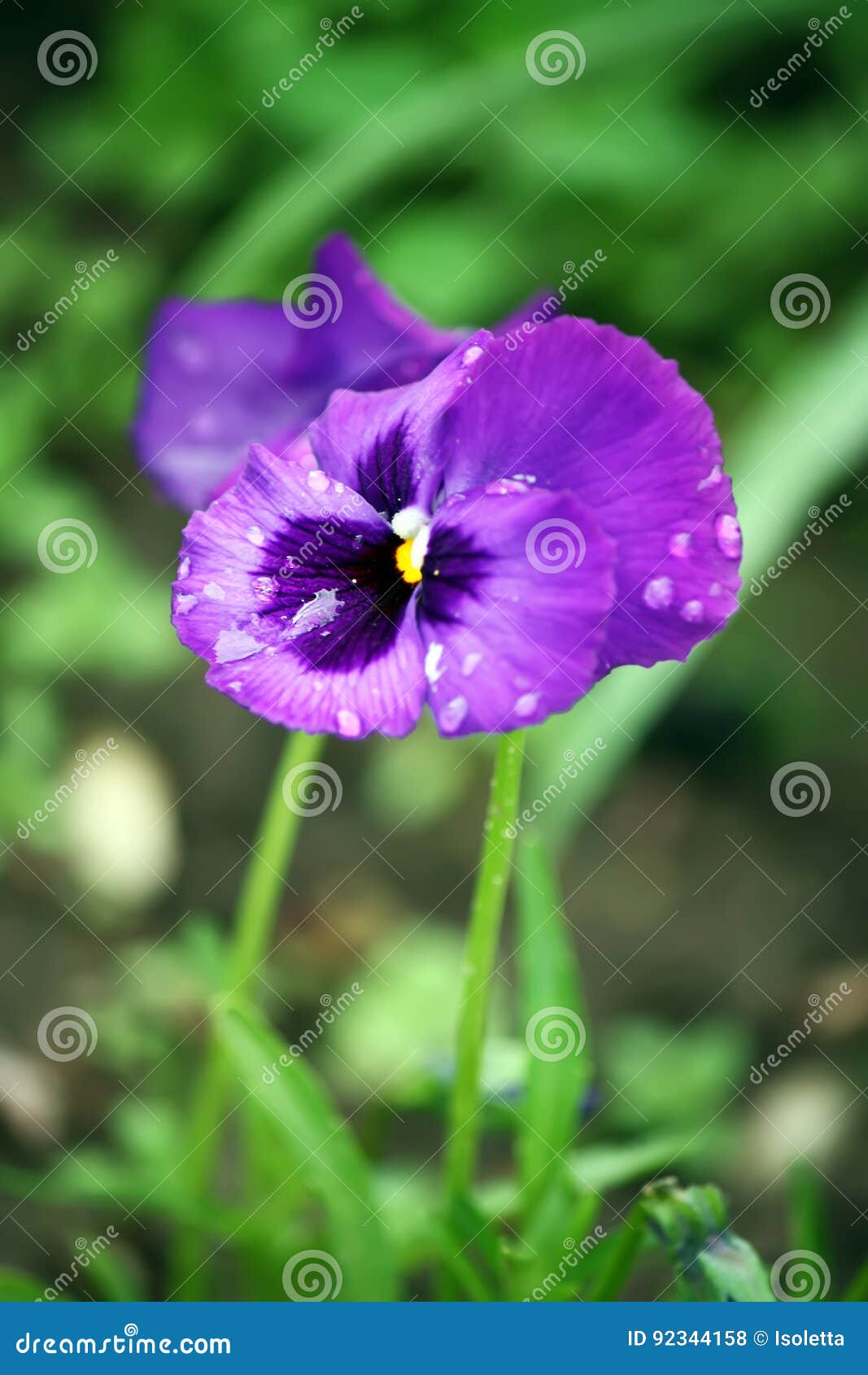 Purple pancy flower. stock photo. Image of bright, green - 92344158