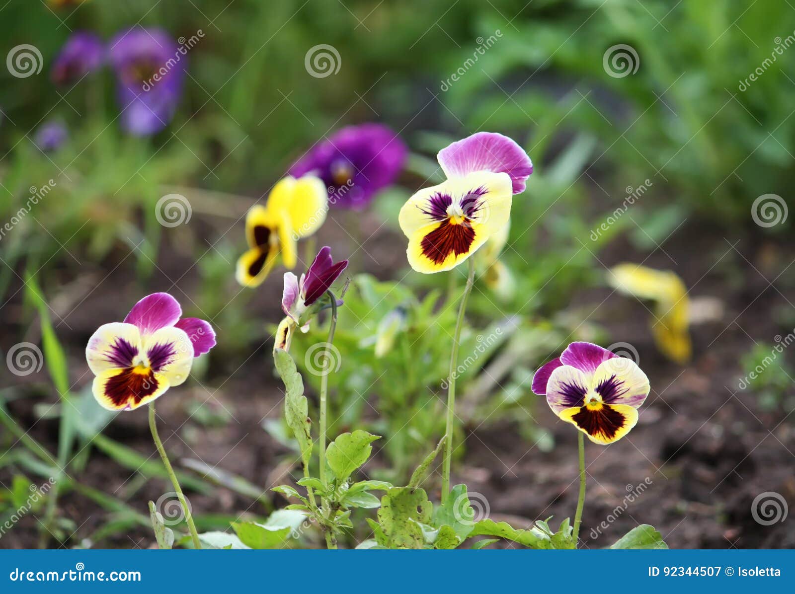 Purple pancy flowers. stock image. Image of floral, chiangmai - 92344507