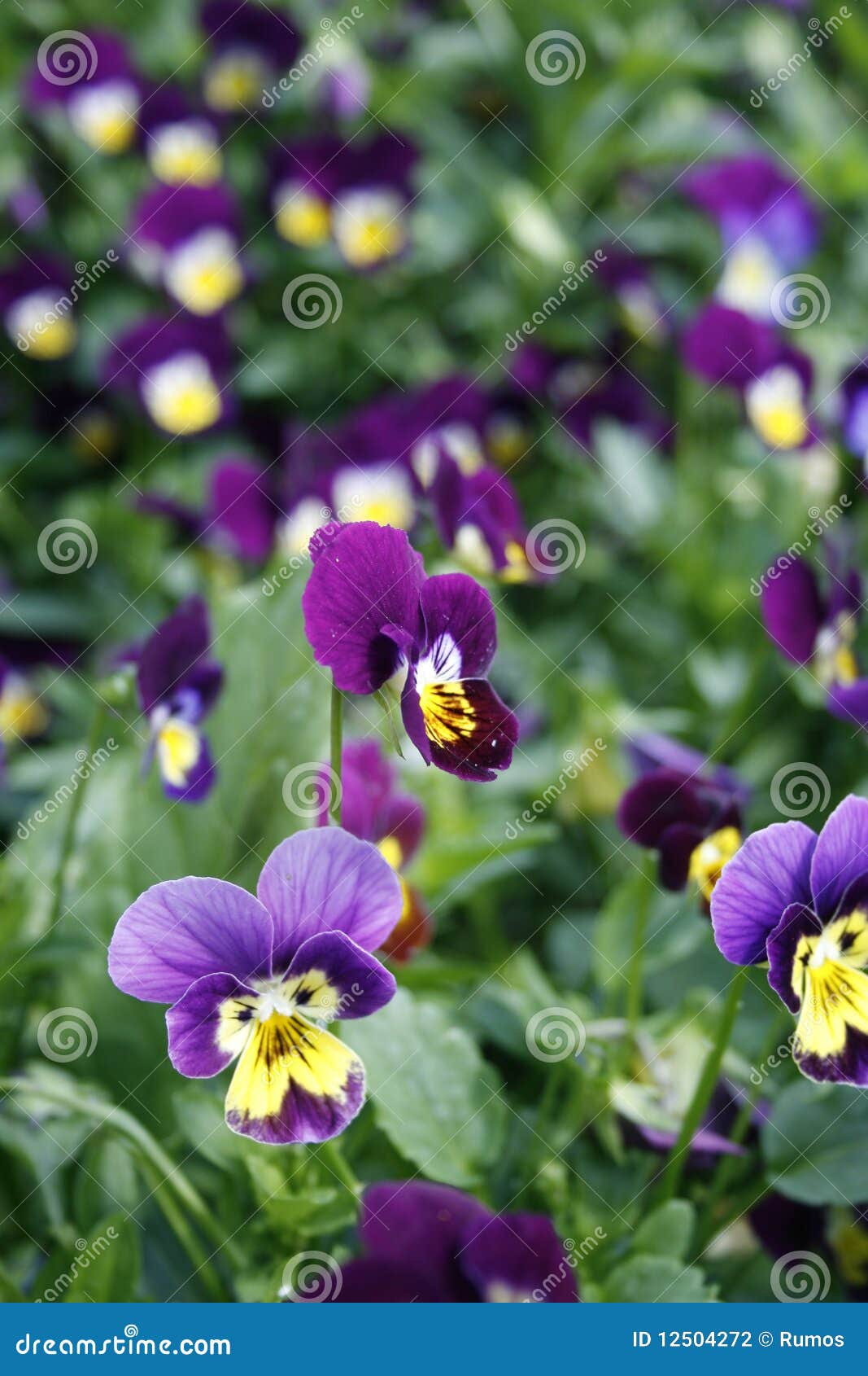 Purple pansies stock photo. Image of floral, color, spring - 12504272