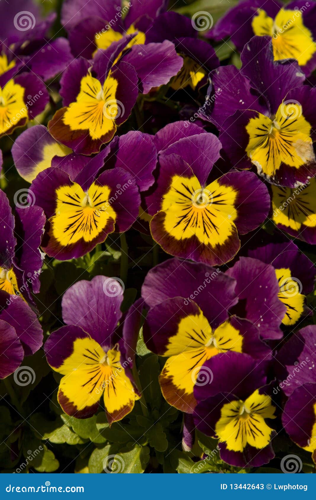 Purple pansies stock image. Image of blooms, summer, dolor - 13442643