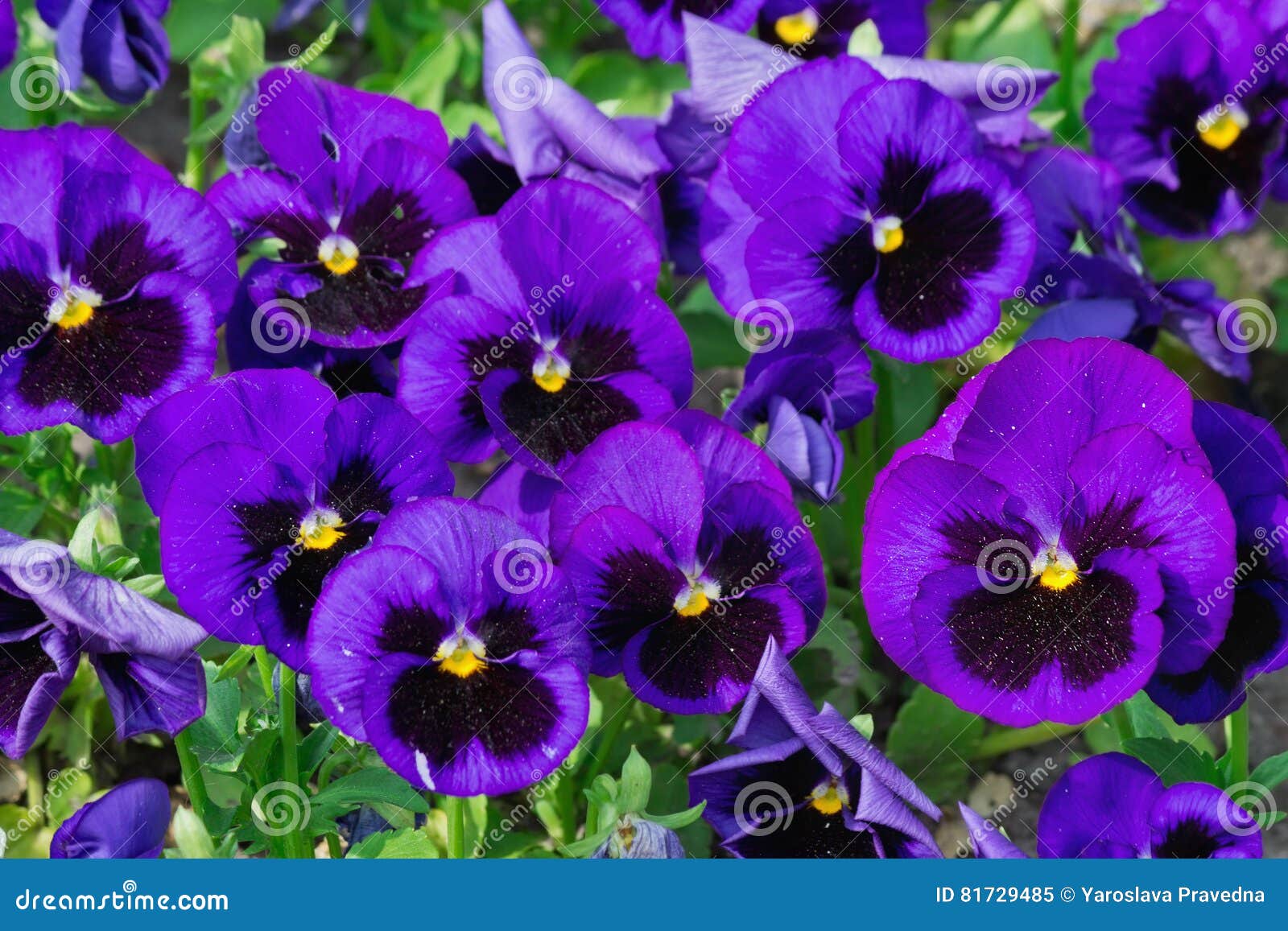Purple pansies stock image. Image of flora, season, purple - 81729485