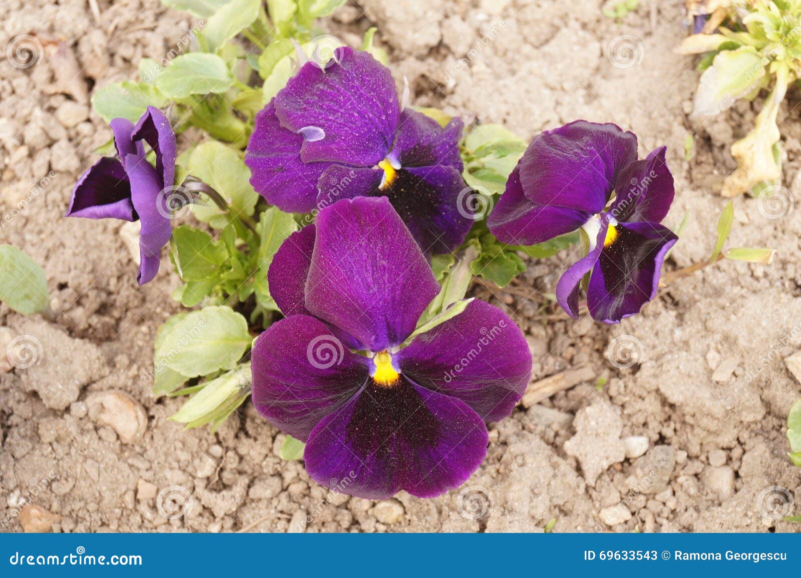 Purple pansies stock image. Image of cute, color, petals - 69633543