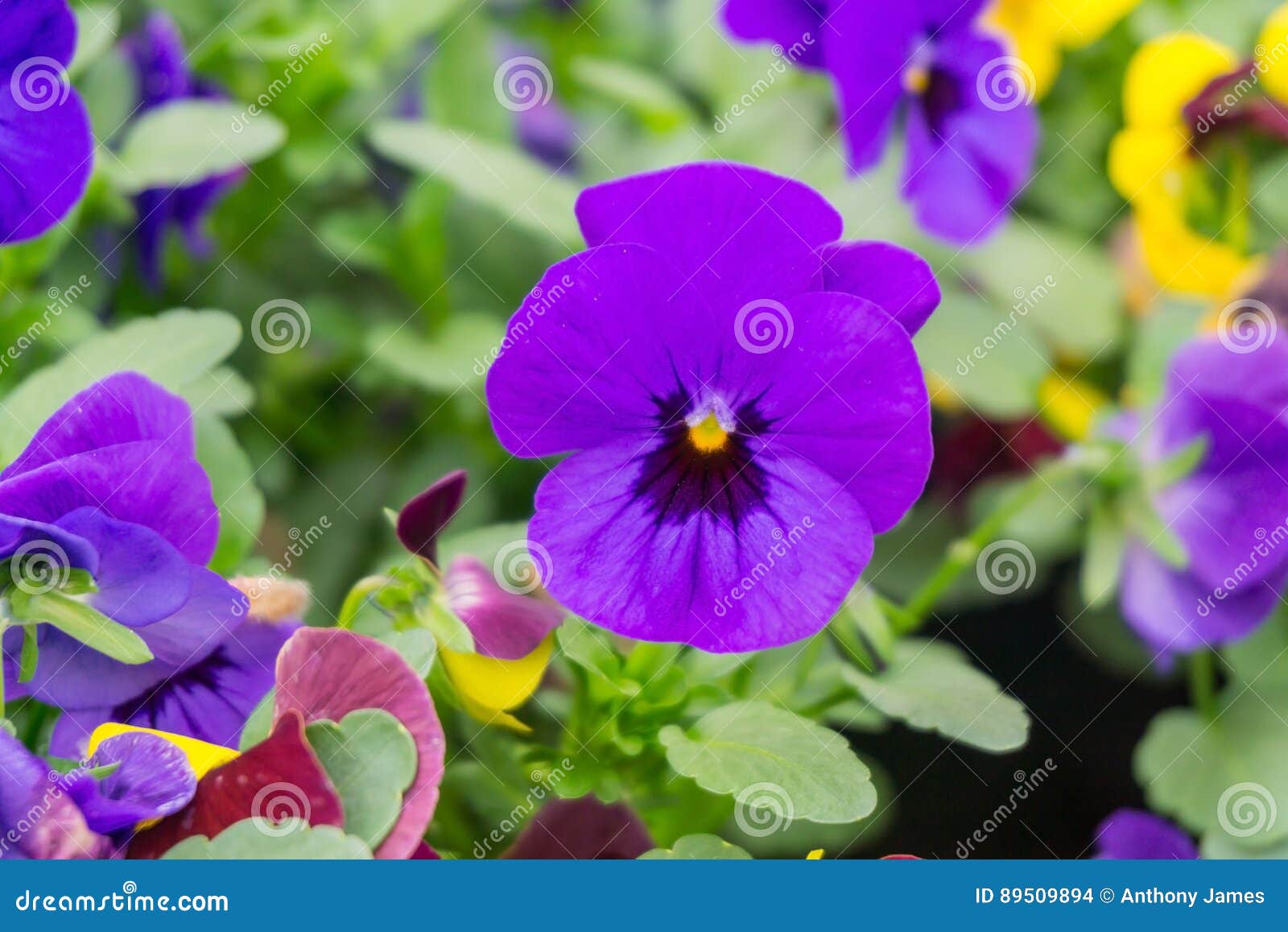 Purple pansies stock photo. Image of daytime, blur, leaves - 89509894