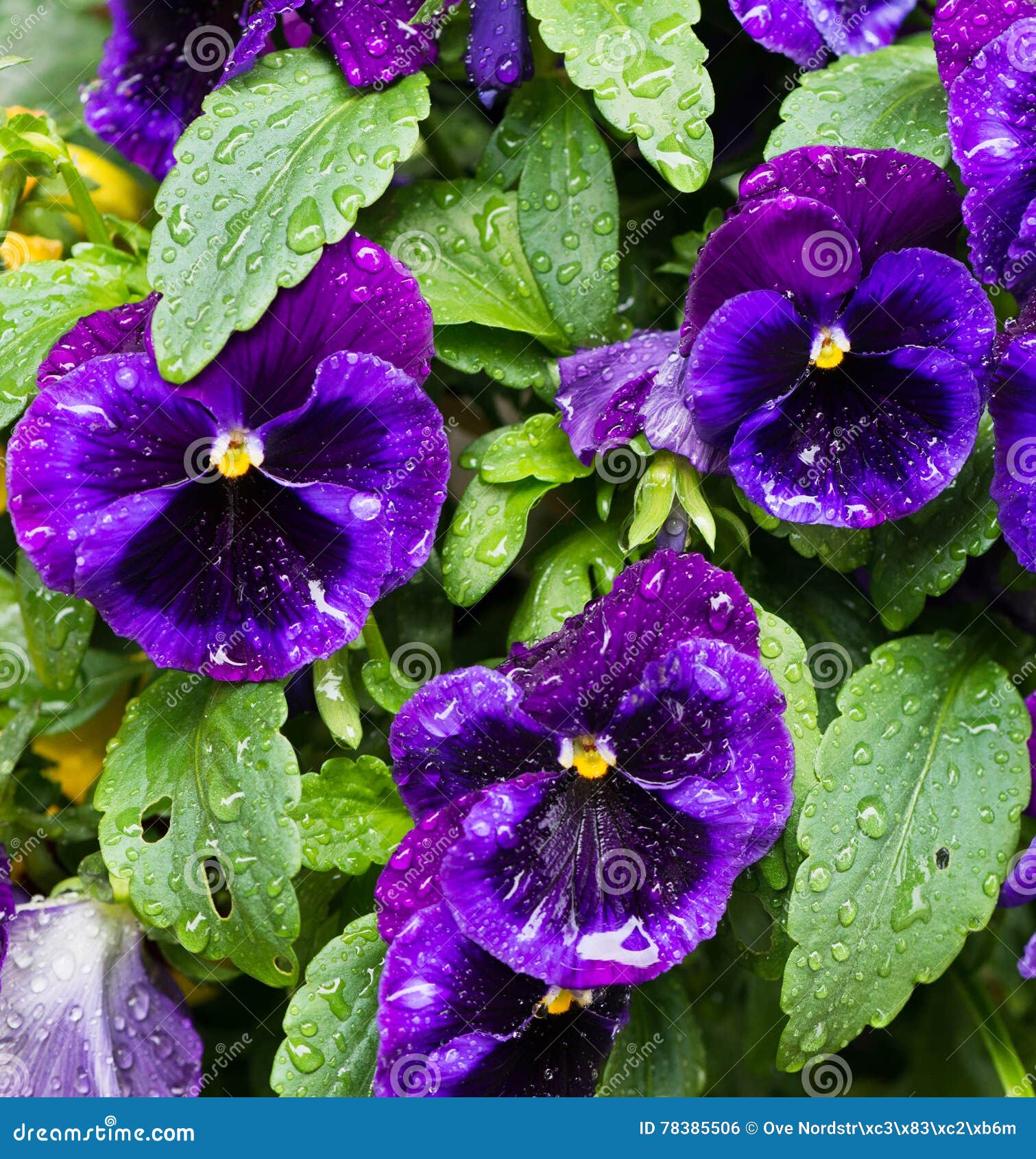 Purple pansies stock photo. Image of summer, garden, leaf - 78385506