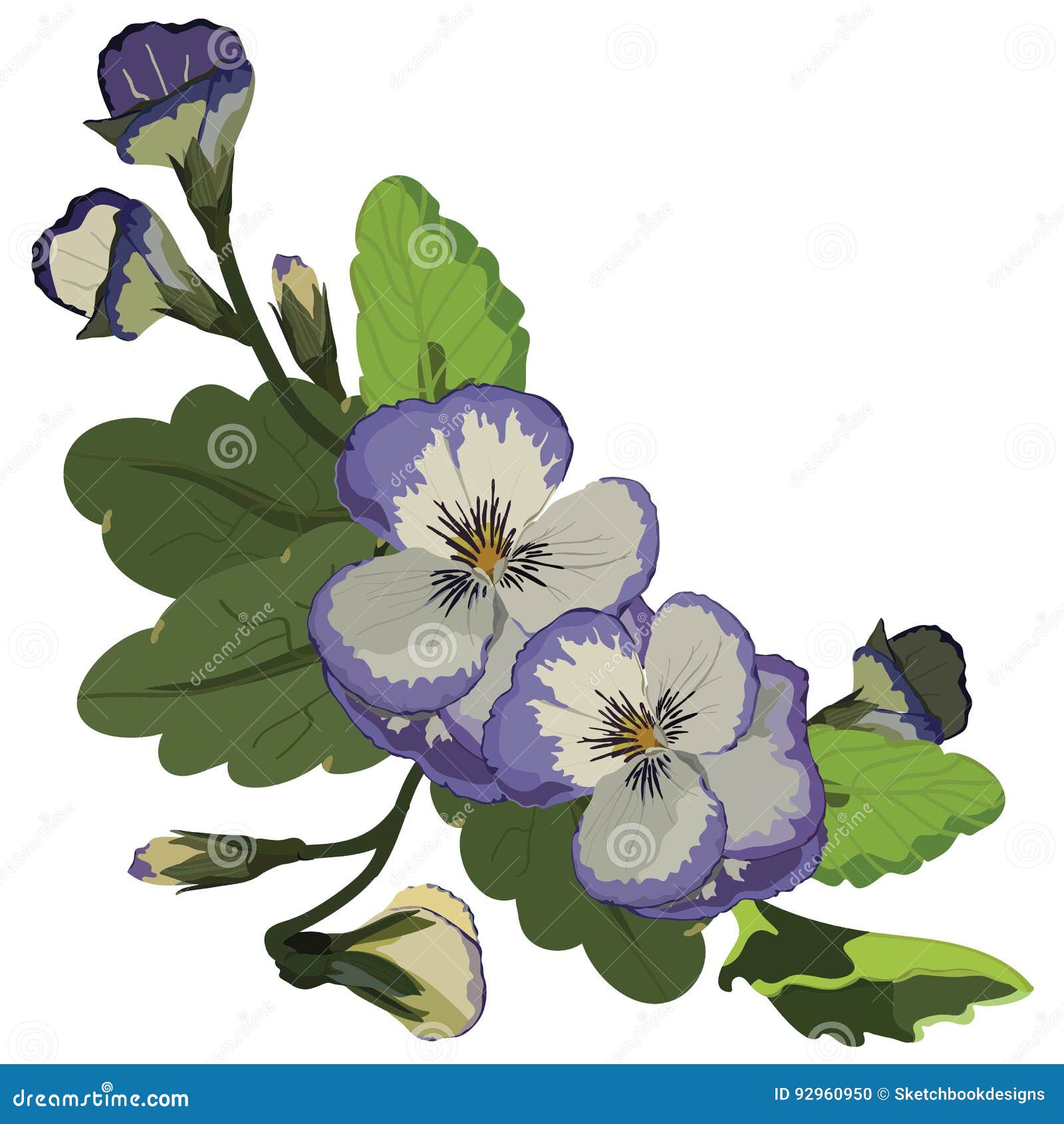 Pansy Flower Drawing Cartoon Vector | CartoonDealer.com #42702023