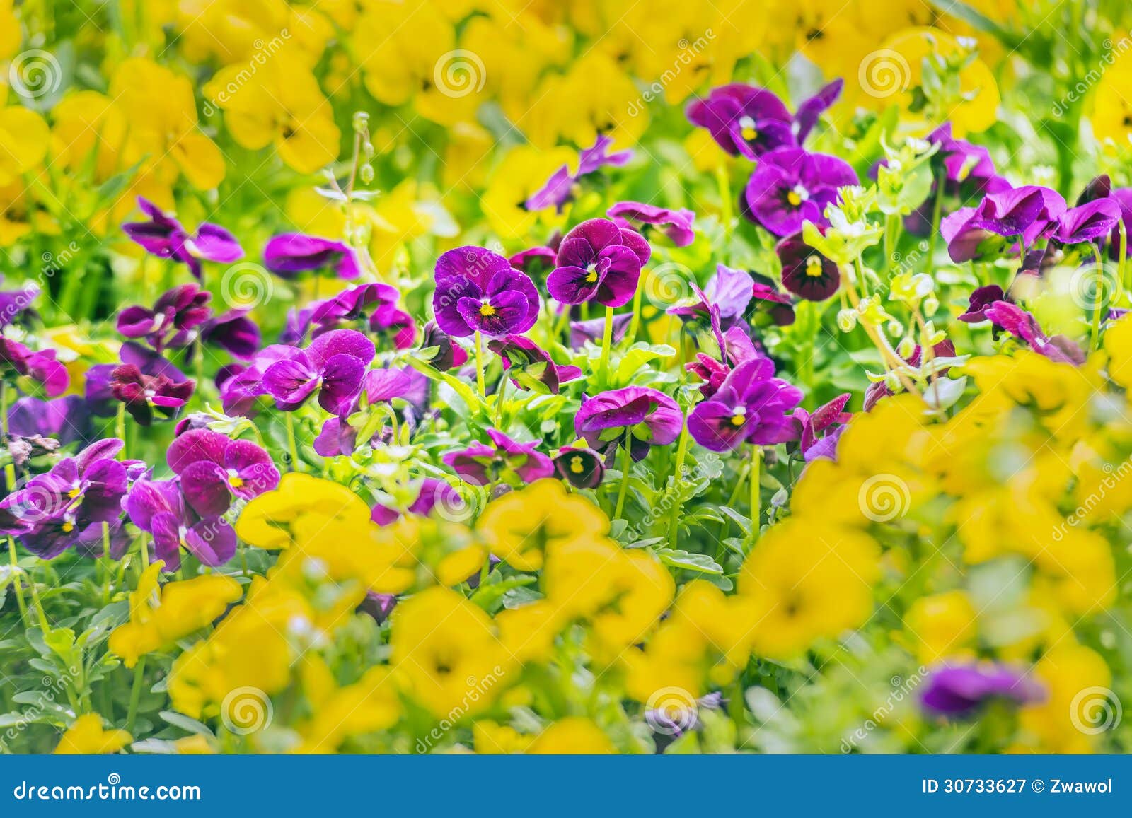 Purple pansy flowers stock image. Image of daisy, detail - 30733627