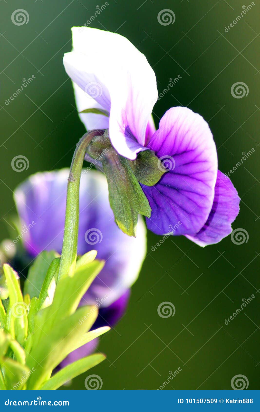Purple pansy stock image. Image of leaf, texture, bright - 101507509