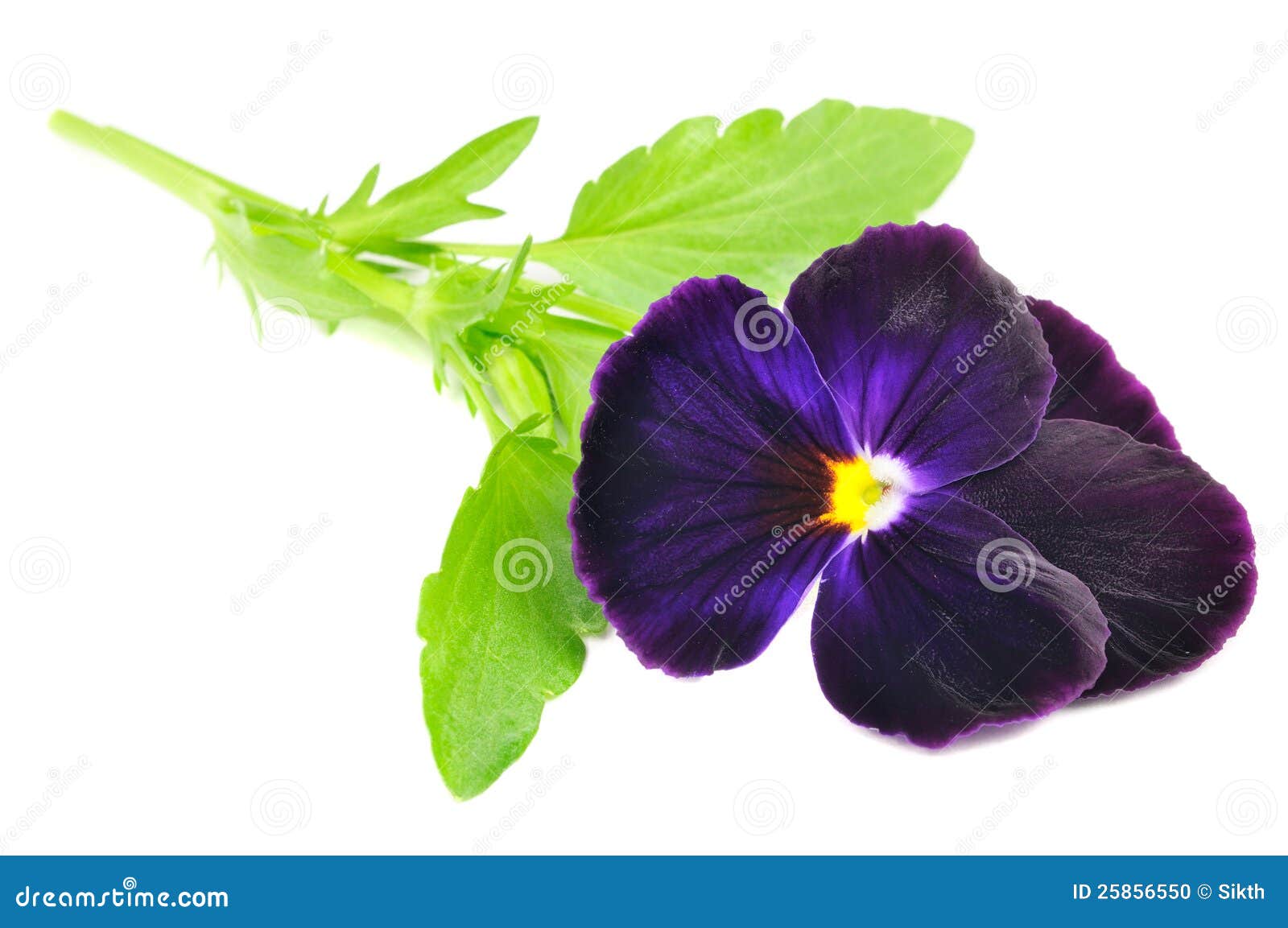 Purple Pansy Violet Flower stock photo. Image of cuddle - 25856550