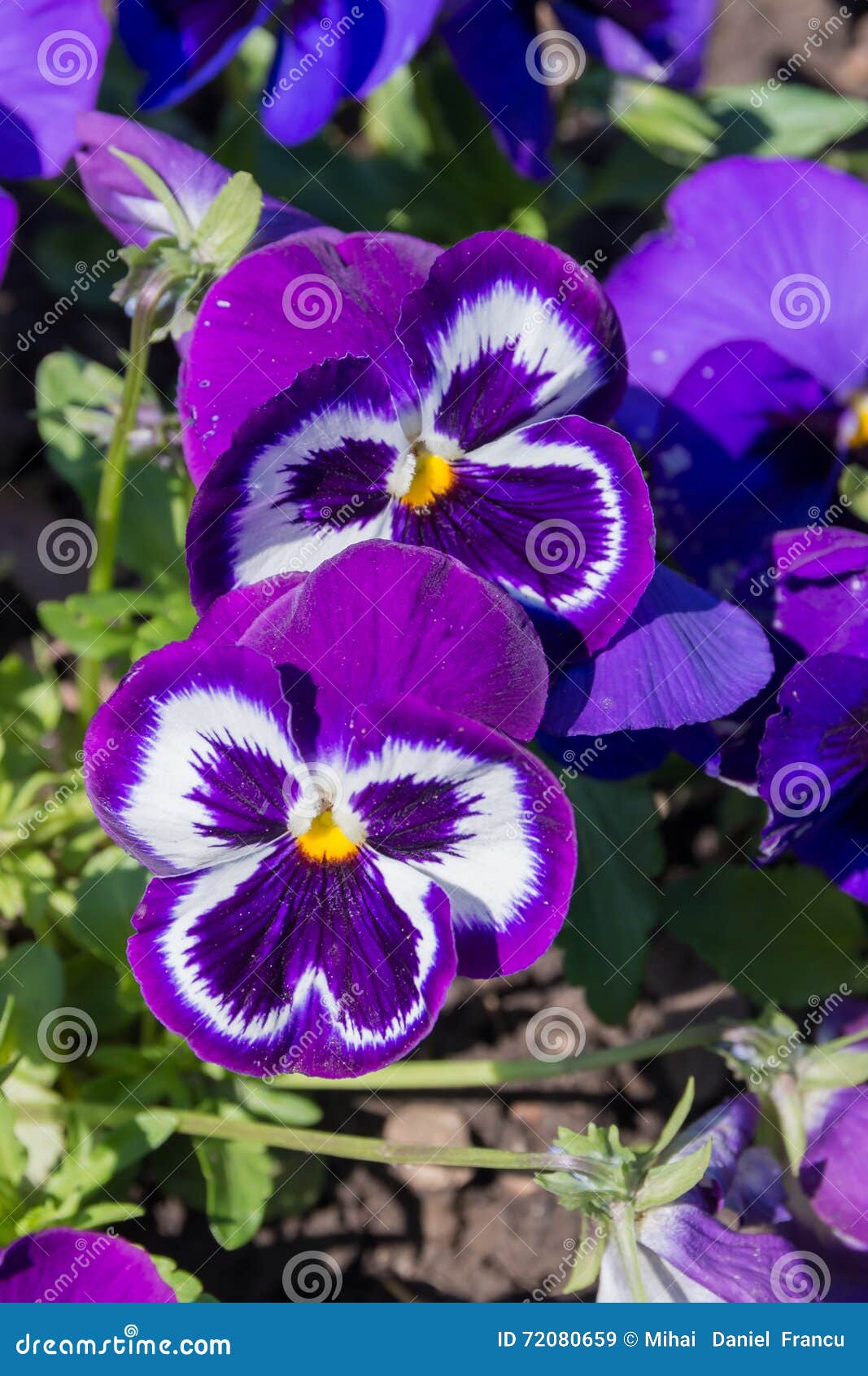 Purple Pansy stock image. Image of grass, tulip, pansy - 72080659