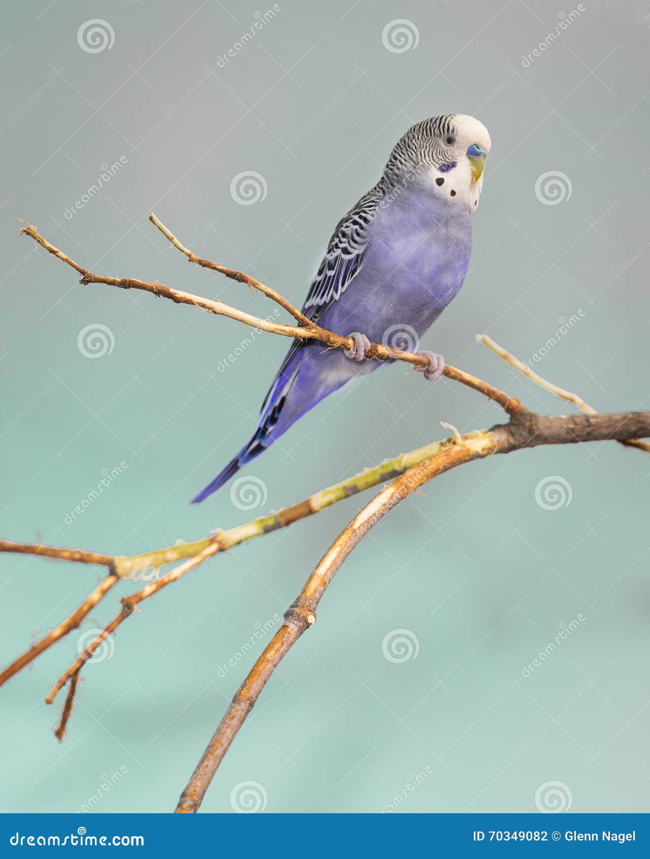 Purple parakeet stock photo. Image of outdoors, purple - 70349082
