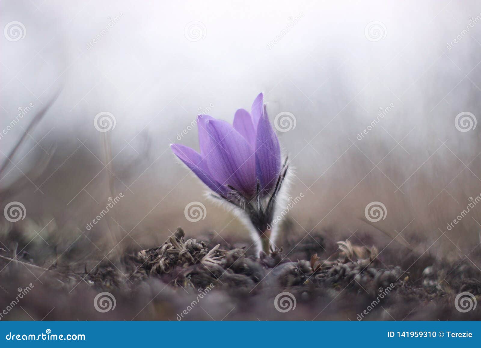 Purple pasque flower stock photo. Image of botany, outdoor - 141959310