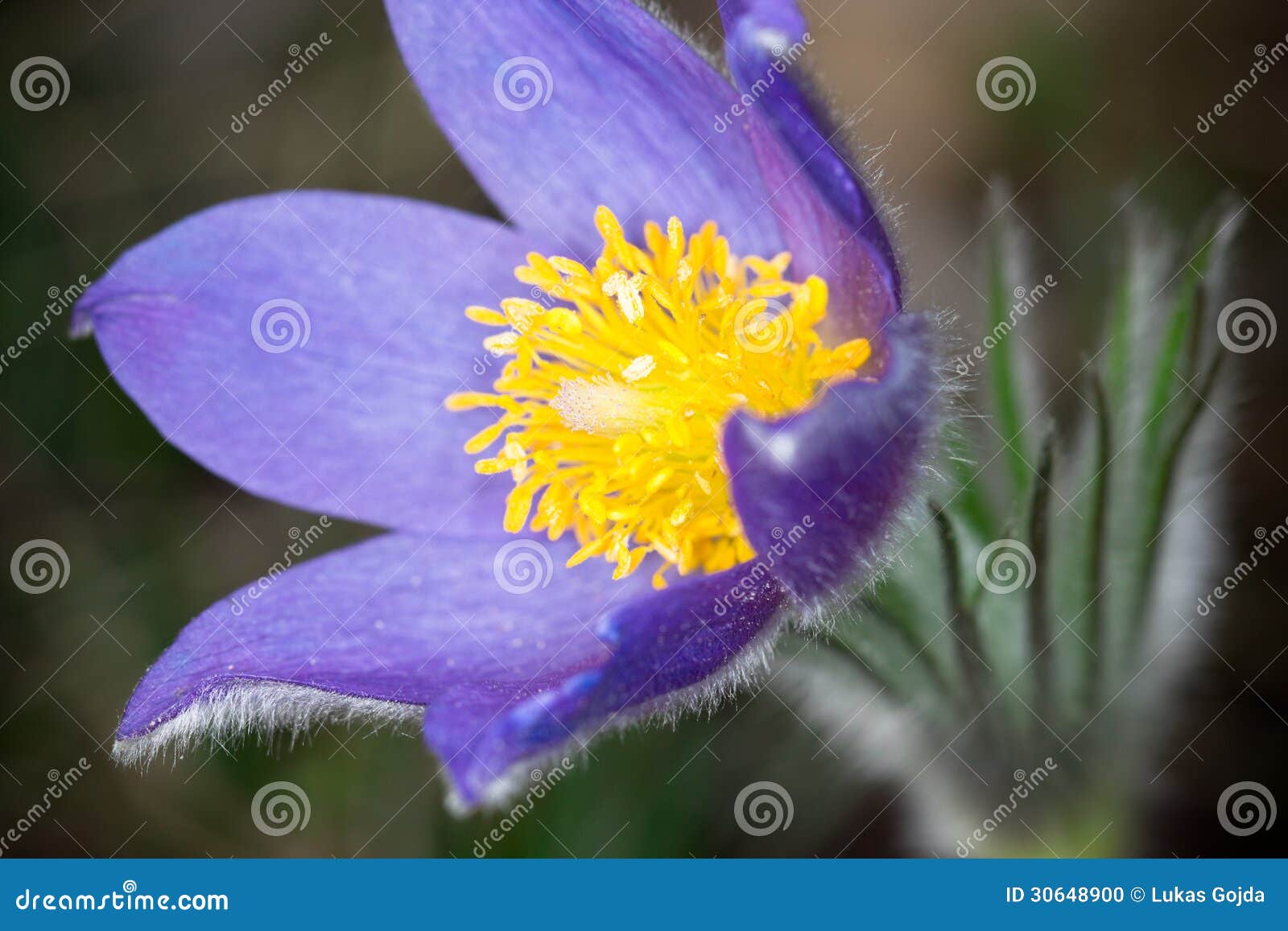 Purple pasque flower stock photo. Image of nature, natural - 30648900