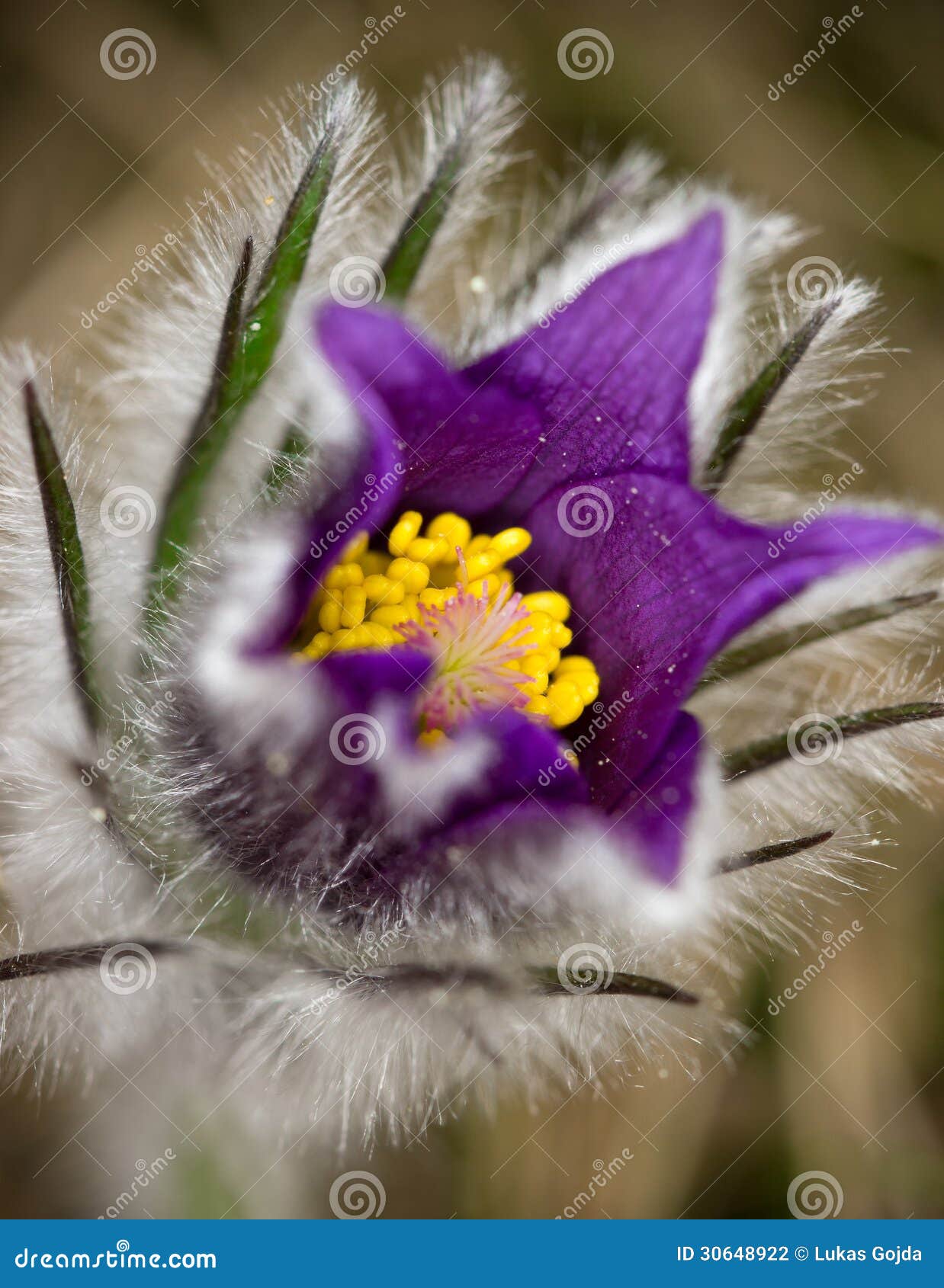 Purple pasque flower stock photo. Image of cutleaf, mountain - 30648922