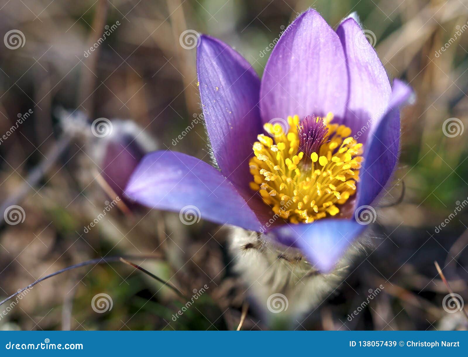 Purple Pasqueflower Closeup Stock Image - Image of meadow, close: 138057439