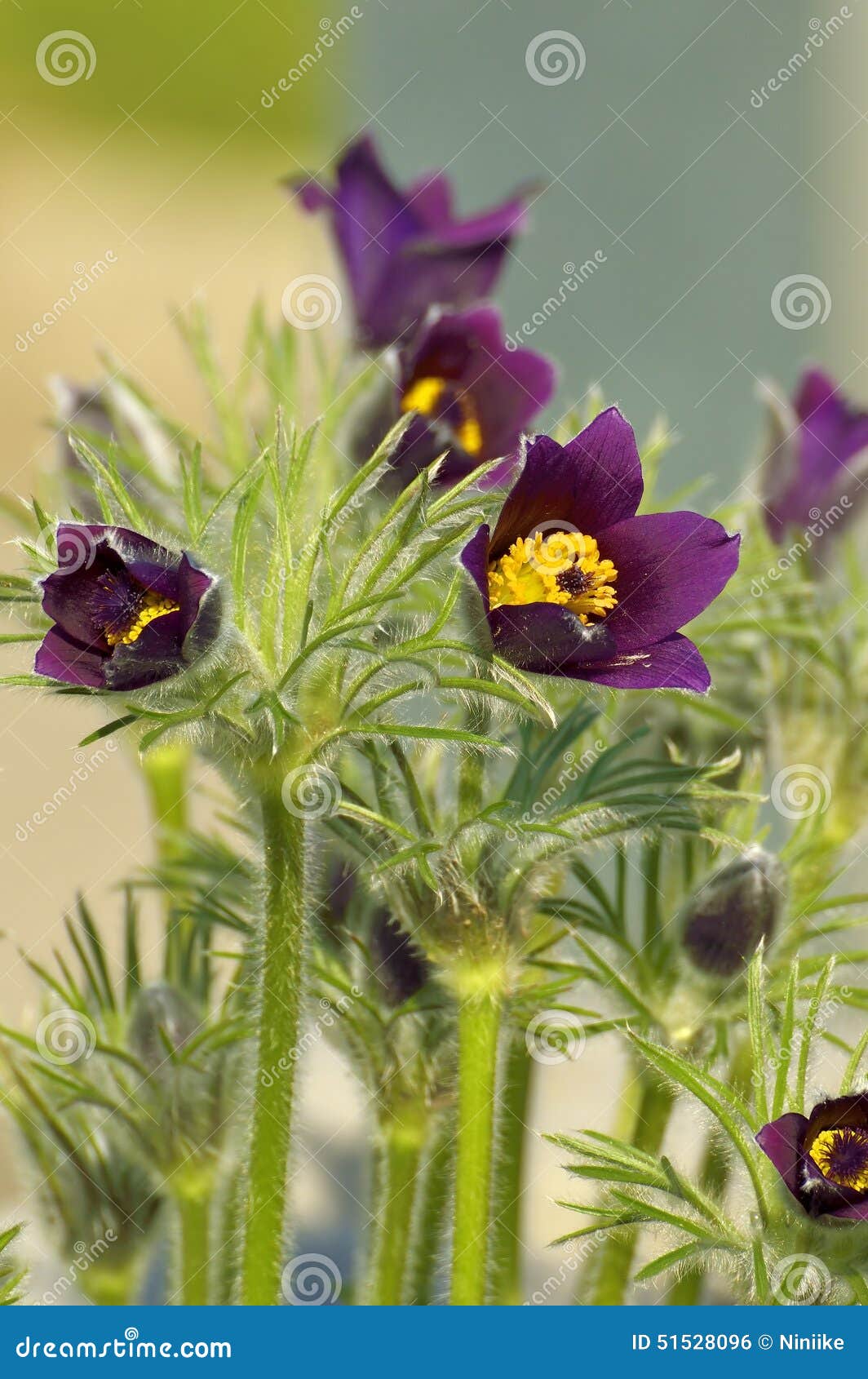 Purple pasqueflower group stock photo. Image of leaf - 51528096