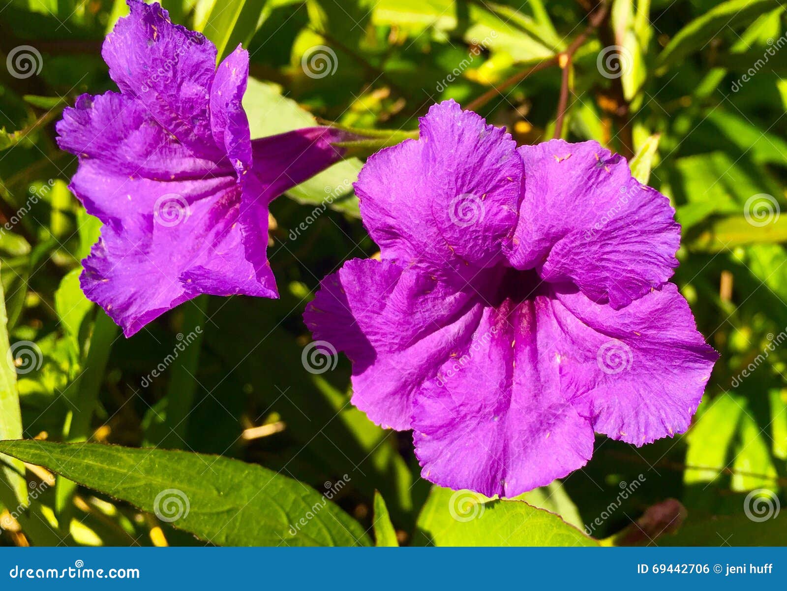 Purple Passion stock photo. Image of florida, purple - 69442706