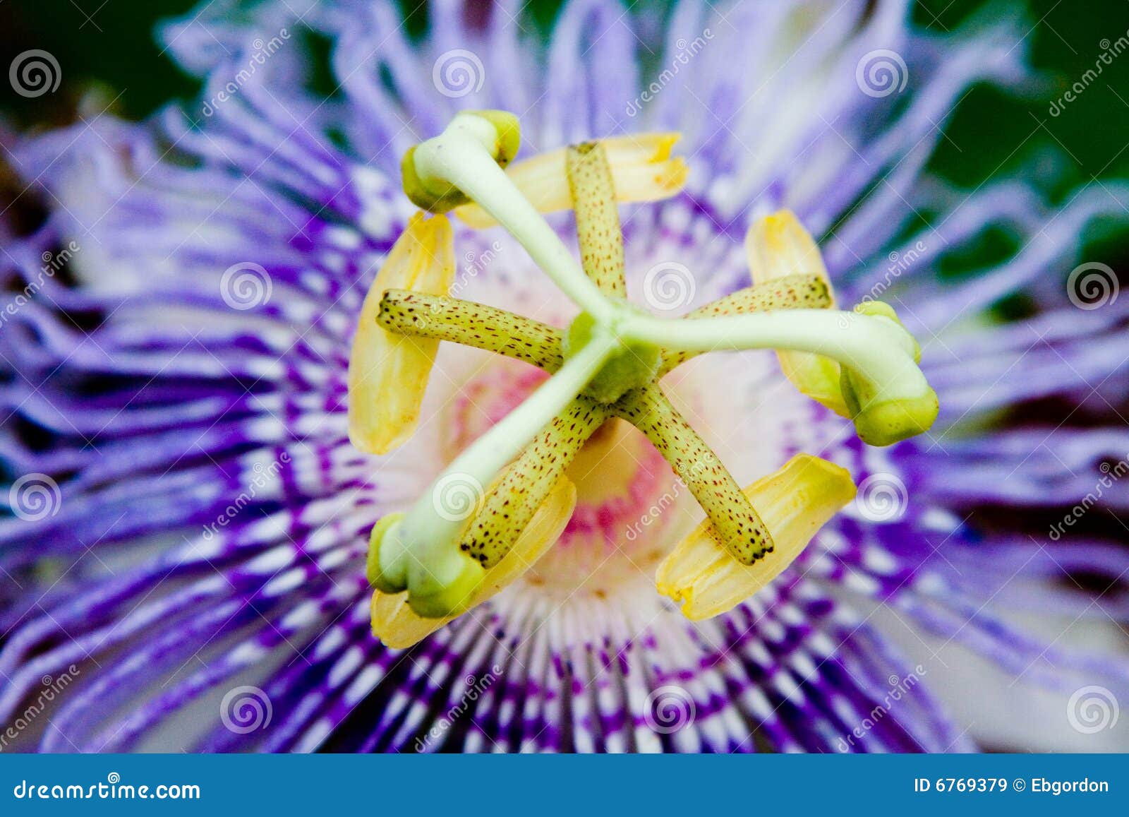 Close-up of Vibrant Passionflower with Intricate Details and Stunning ...