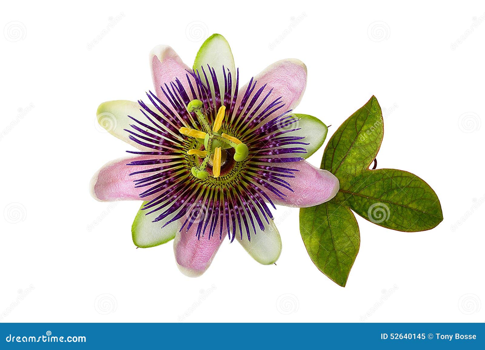 Purple Passion Flower stock image. Image of flower, floral - 52640145