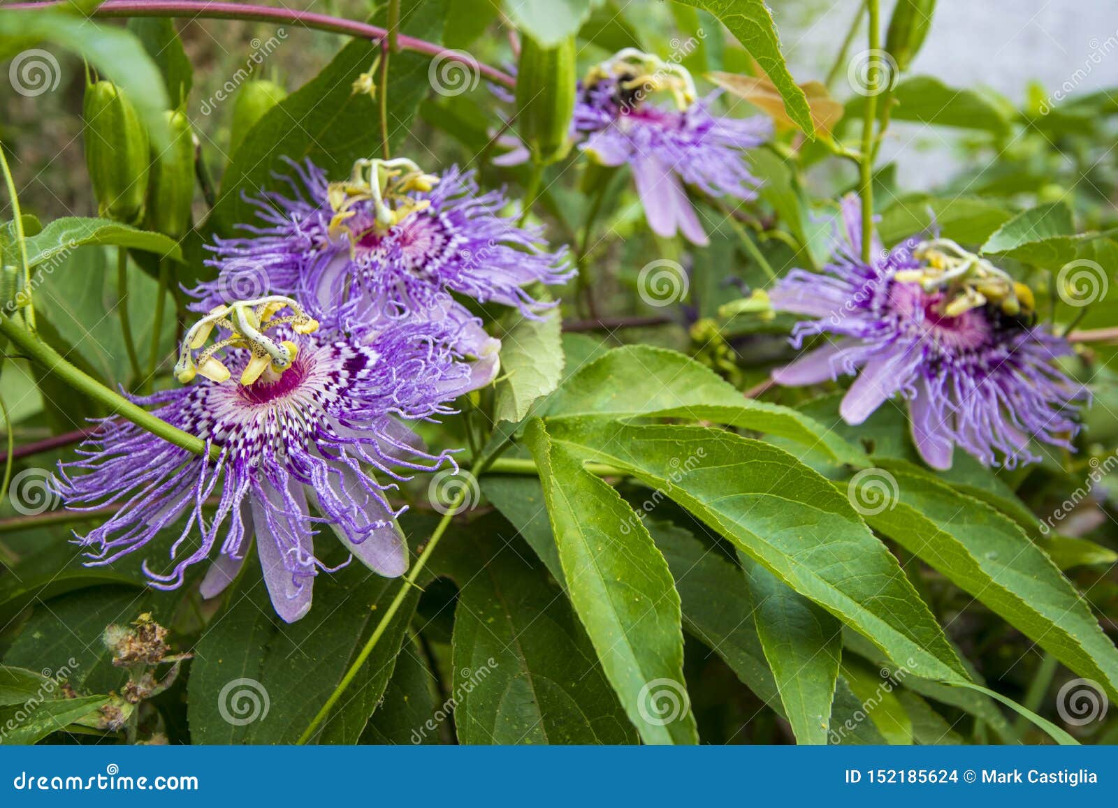 Purple Passion Flowers and Foliage Passiflora Incarnata Stock Photo ...