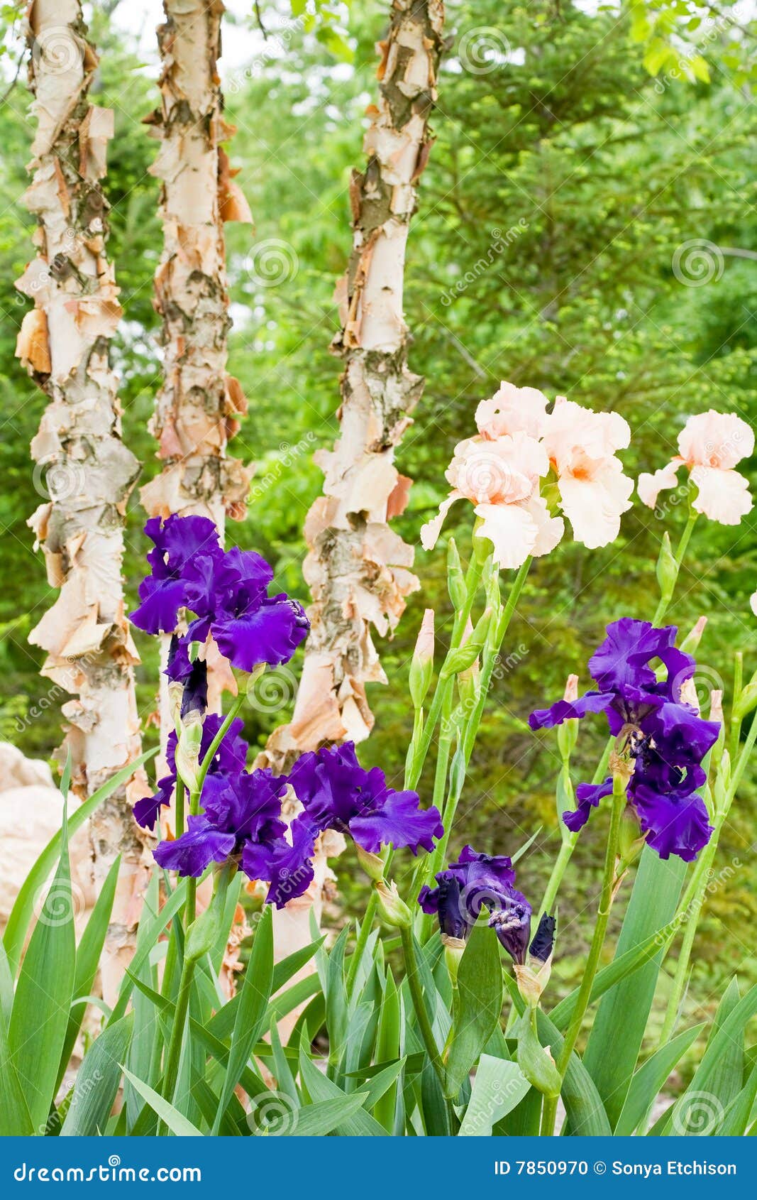 Purple and Peach Irises stock photo. Image of bloom, outdoor - 7850970