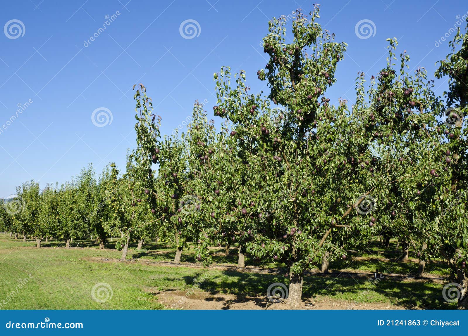 Purple Pears in an Orchard stock image. Image of agriculture - 21241863