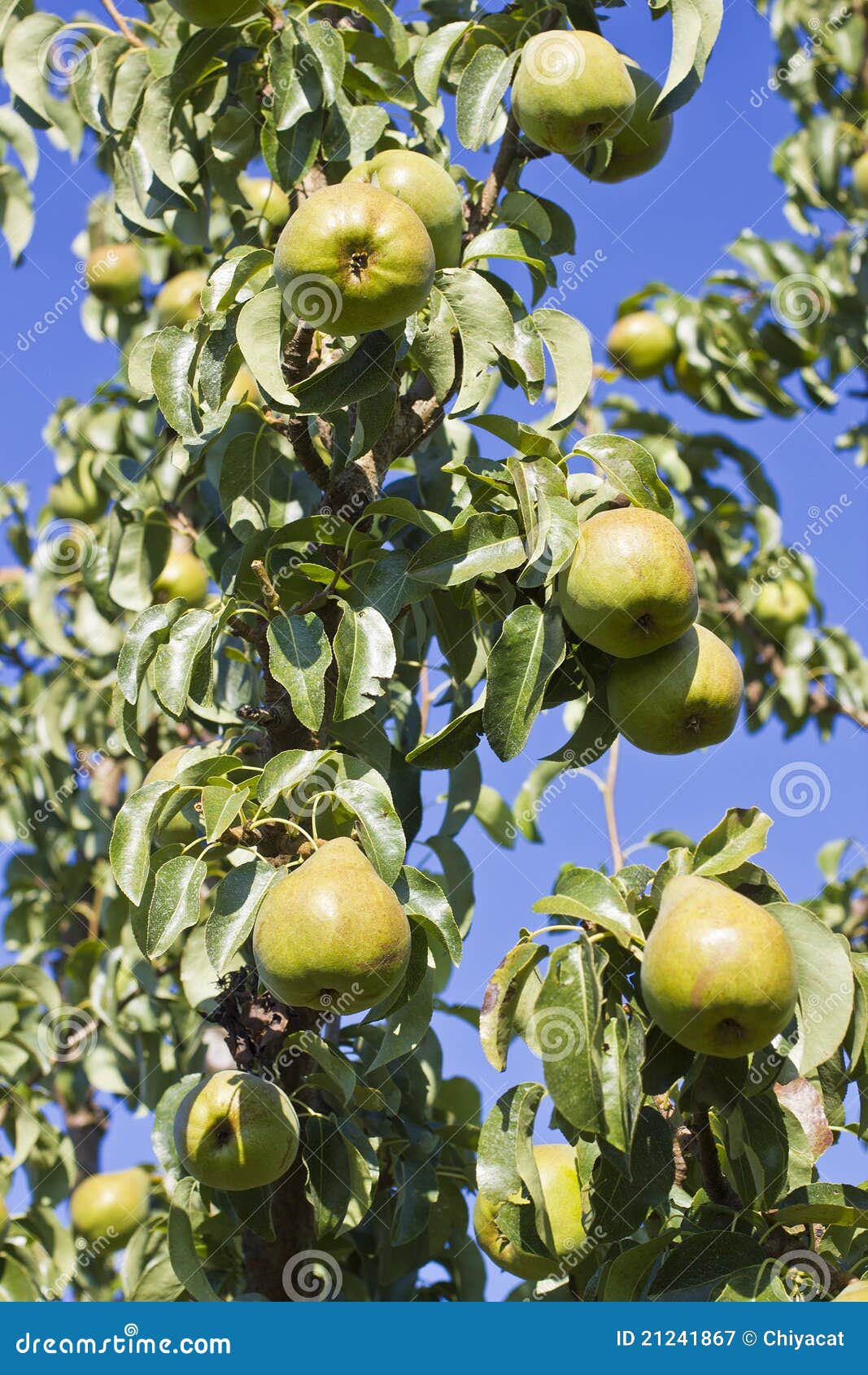 Purple Pears in an Orchard stock image. Image of autumn - 21241867