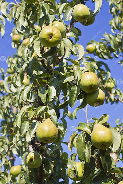 Purple Pears in an Orchard stock image. Image of autumn - 21241867
