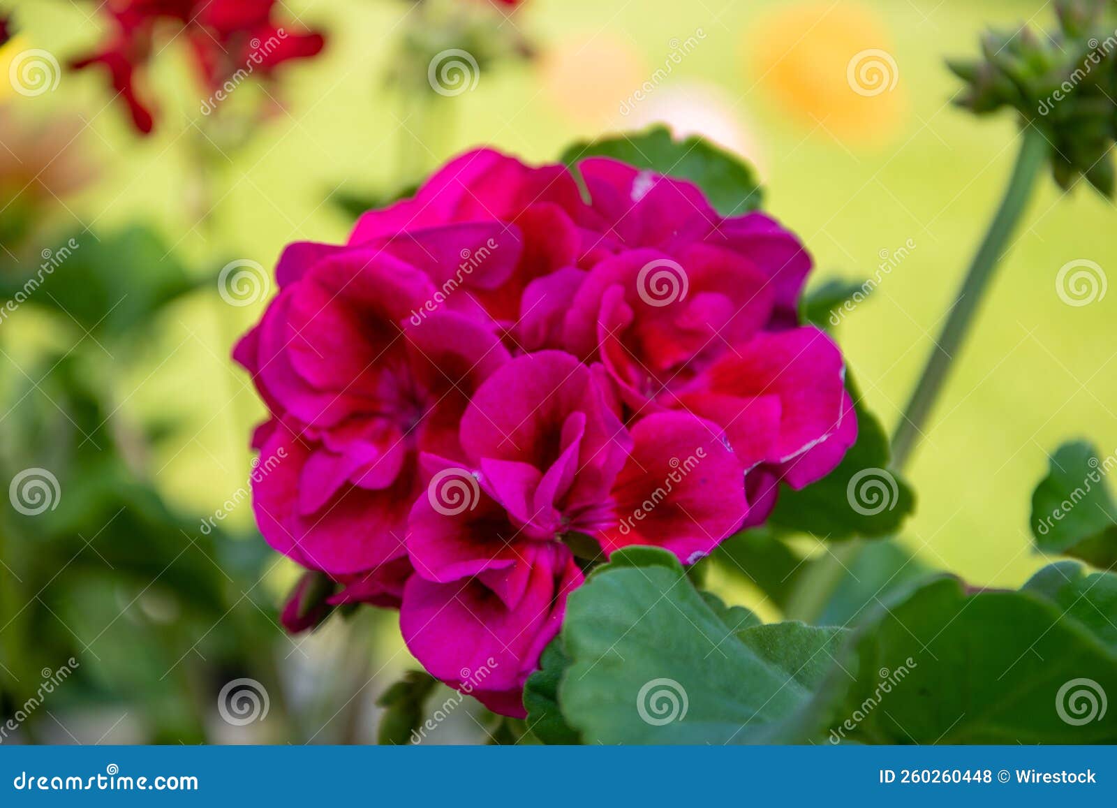 Pelargonium Blooming in the Garden Stock Photo - Image of blossom ...