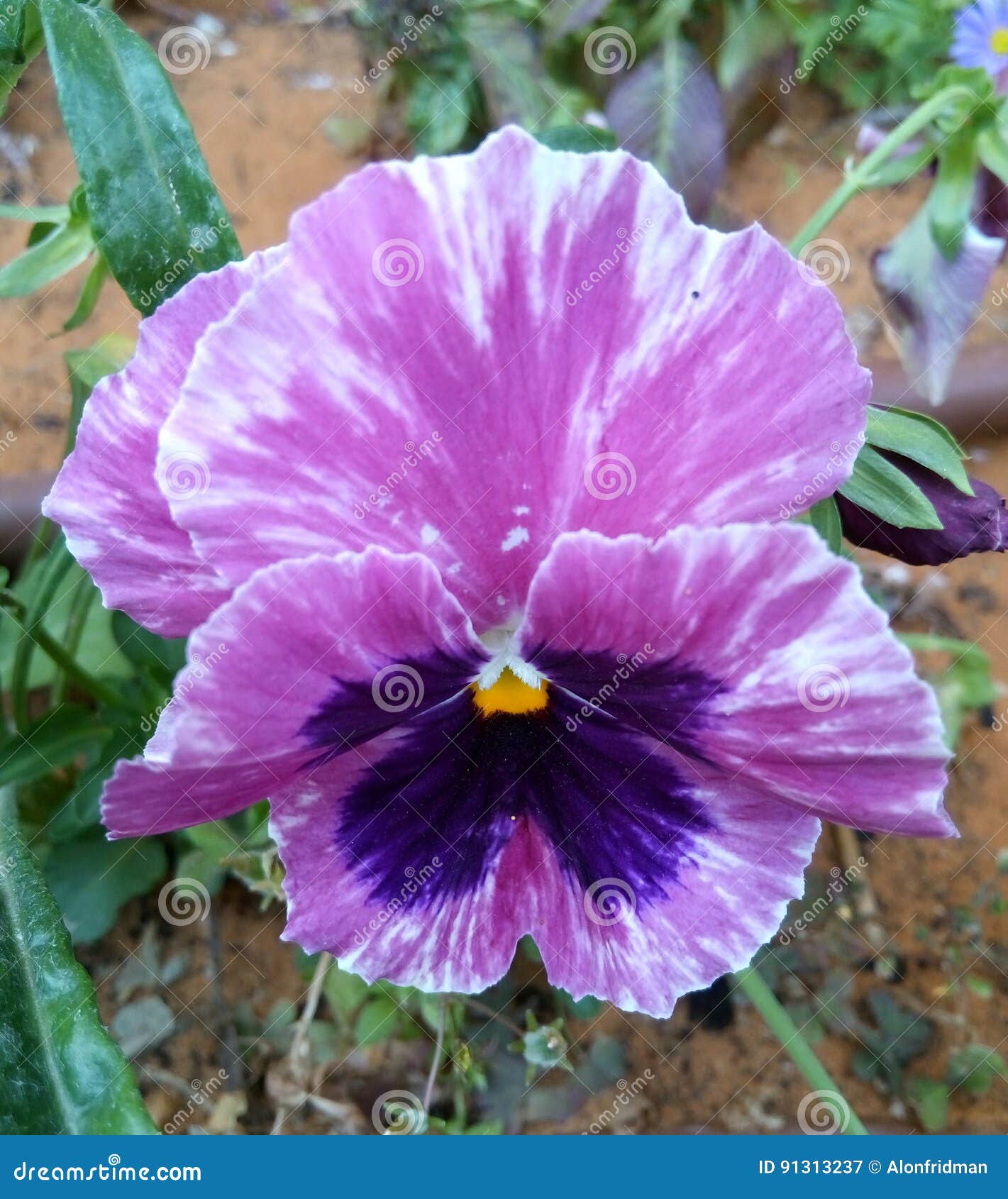 Pency Flower Stock Photos - Free & Royalty-Free Stock Photos from ...