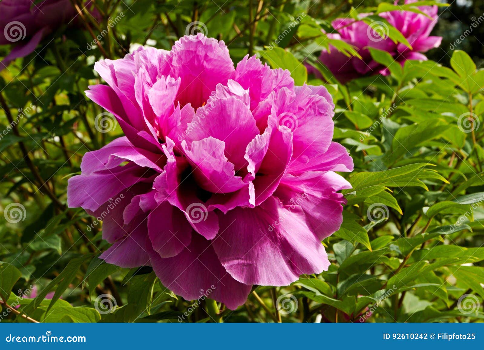 Purple peony stock photo. Image of macro, background - 92610242