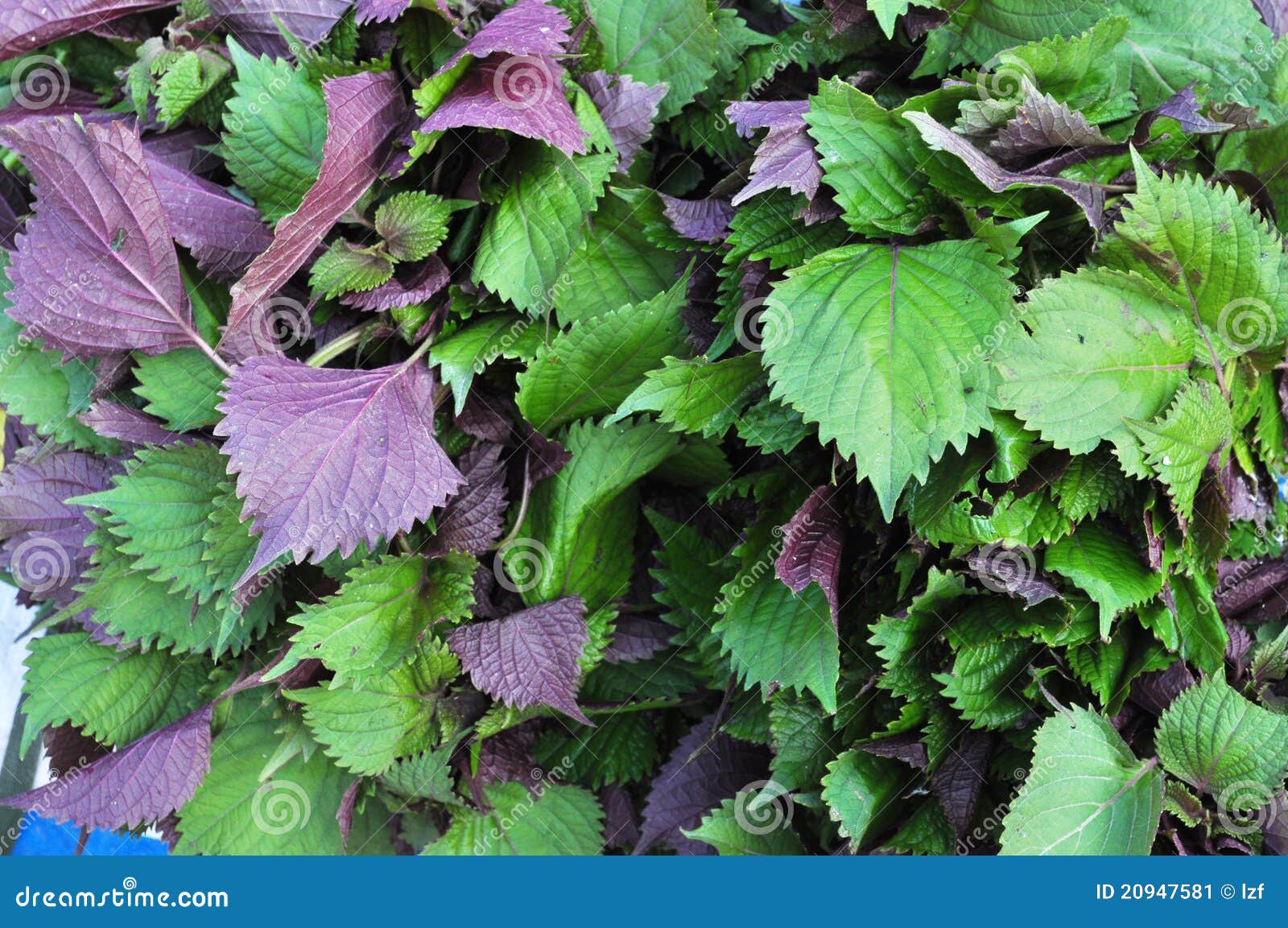 Purple perilla stock image. Image of herb, perilla, japanese - 20947581