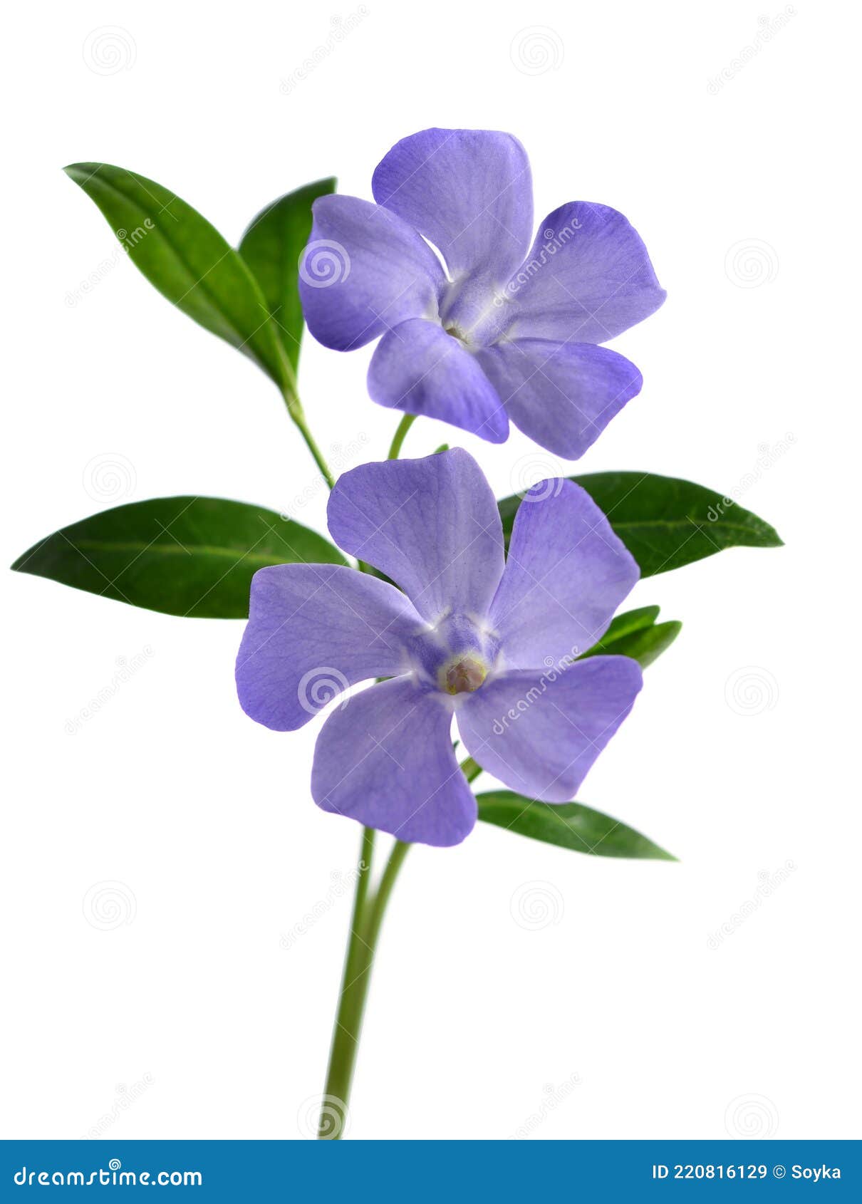 Purple Periwinkle Flowers on a White Background Stock Image - Image of ...